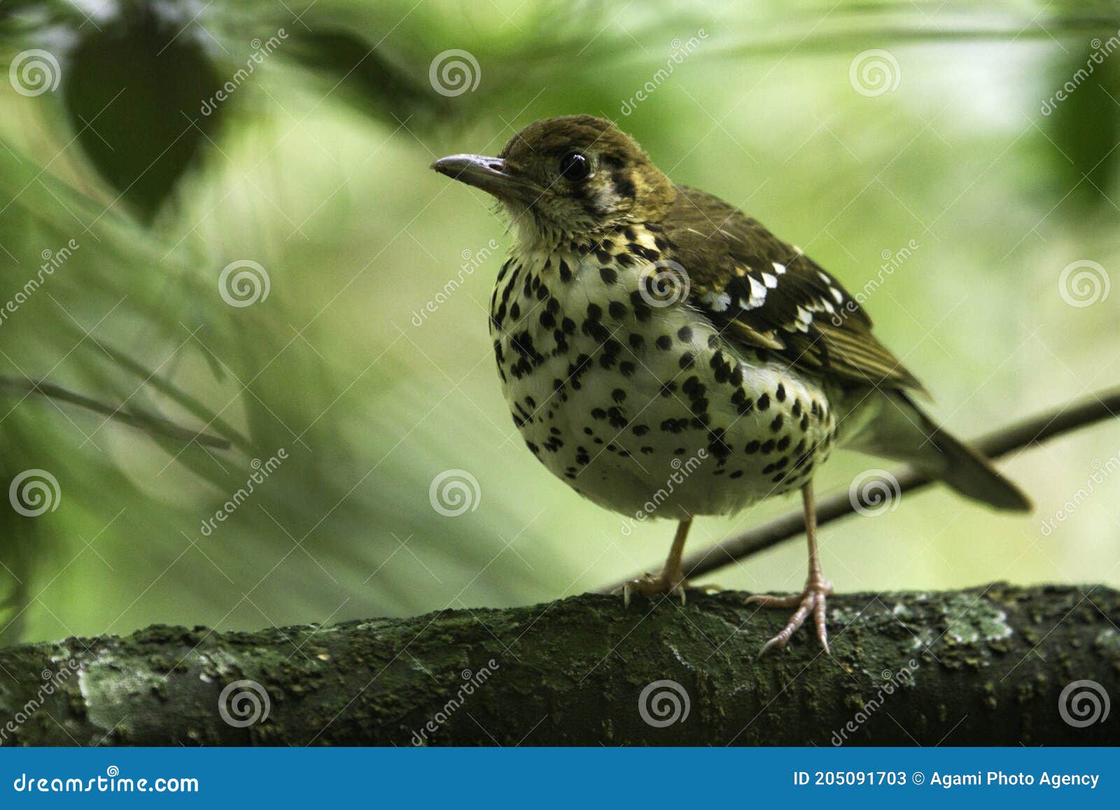 Spotted Ground Thrush, Geokichla Guttata Stock Image - Image of africa ...