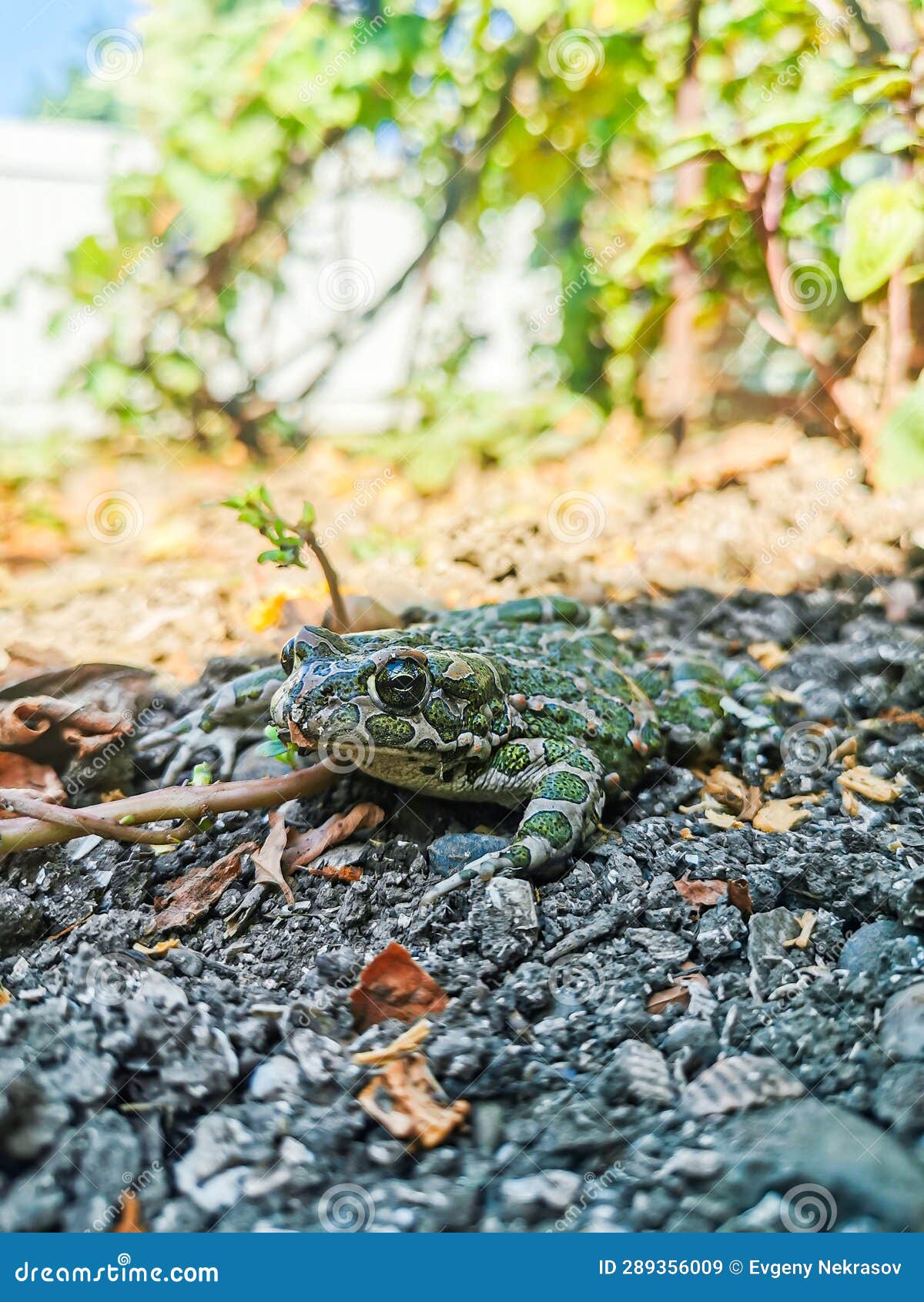 Spotted Ground Toad Close-up. Stock Image - Image of reptile, amphibia ...