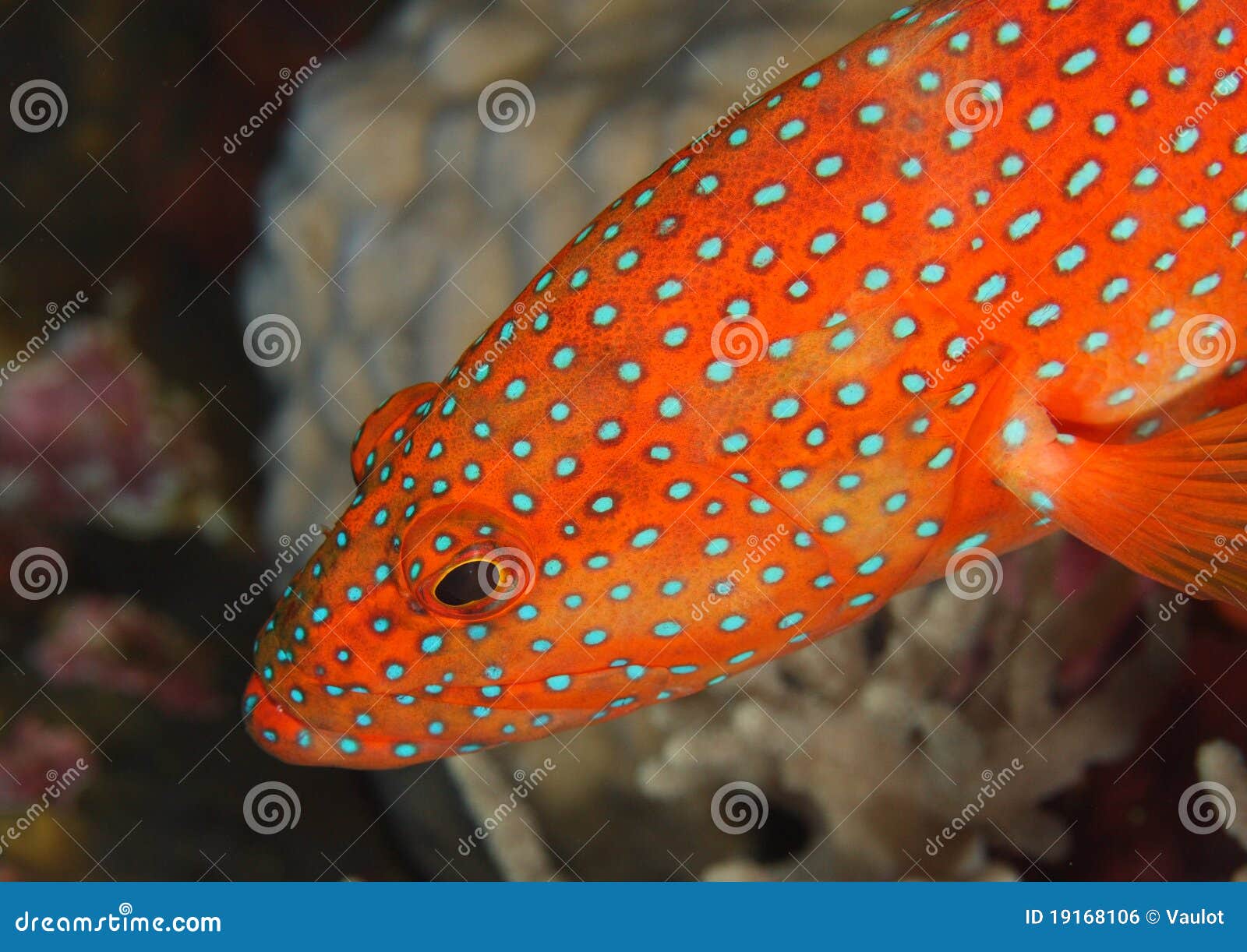 Spotted Grouper - Red Sea Egypt Stock Photo - Image of grouper, egypt ...