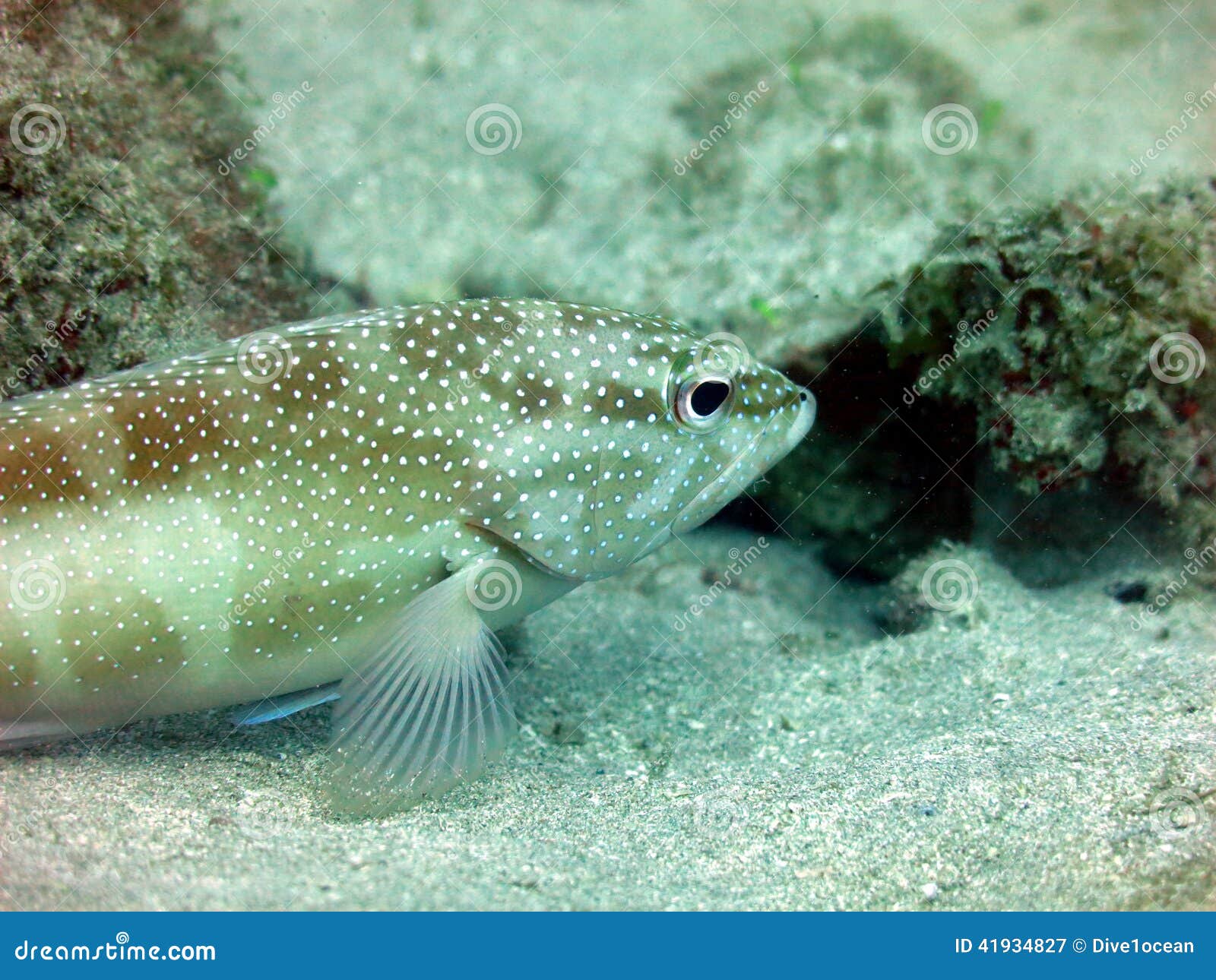 Spotted Grouper stock image. Image of closeup, ocean - 41934827