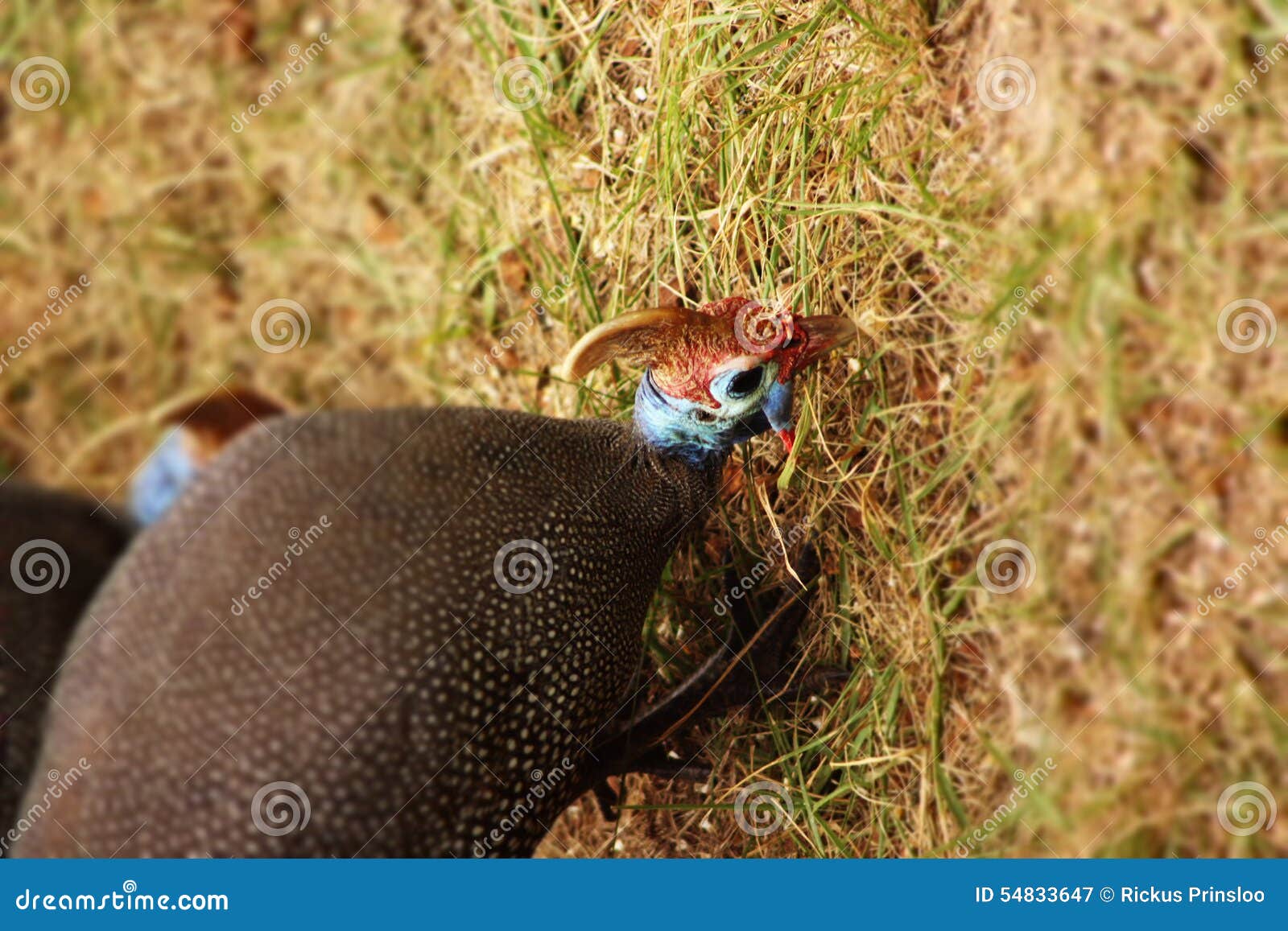 Spotted guinea fowl stock image. Image of guinea, bush - 54833647