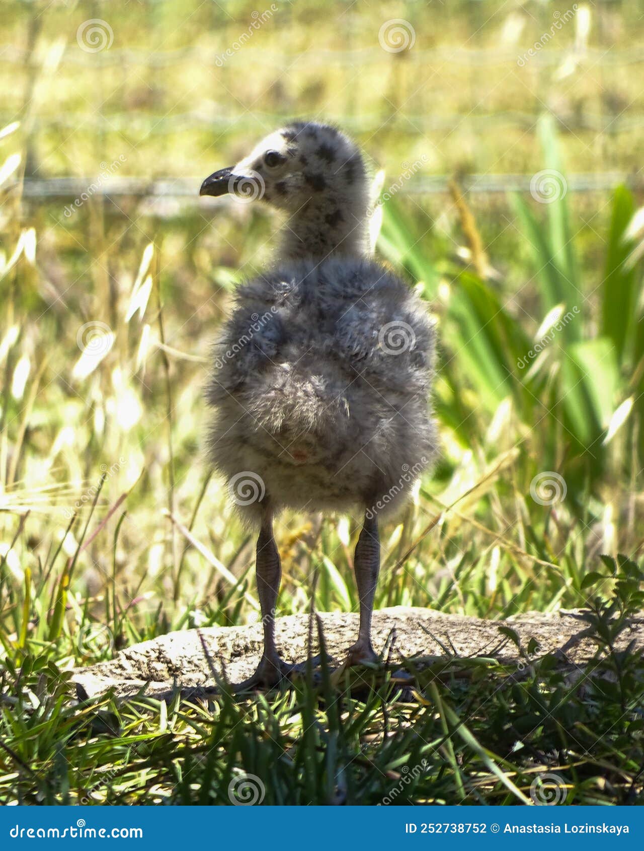 Spotted Gull Chick in Down Rear View Stock Photo - Image of stone ...