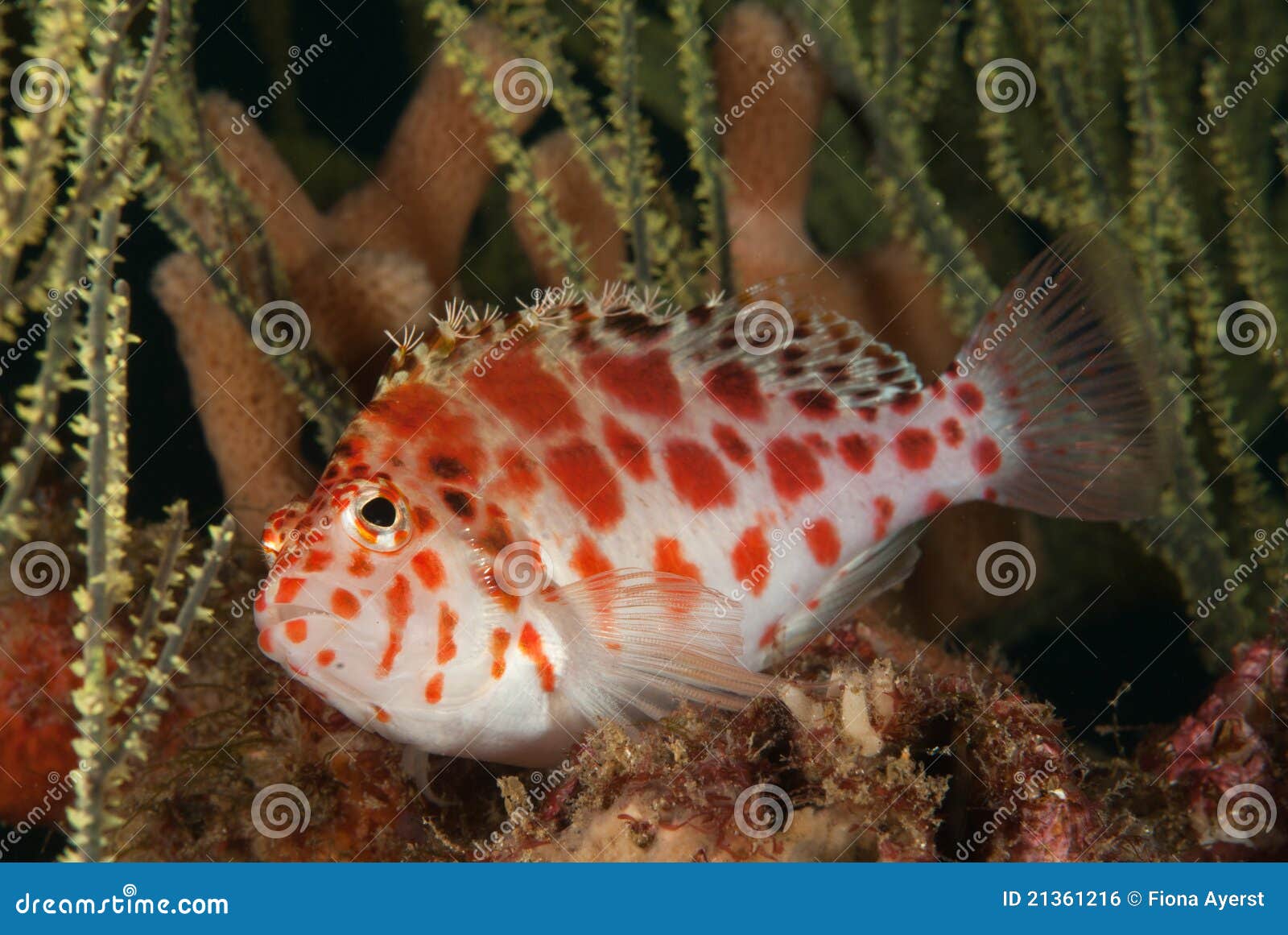 Spotted hawkfish stock photo. Image of kwazulu, oxycephalus - 21361216