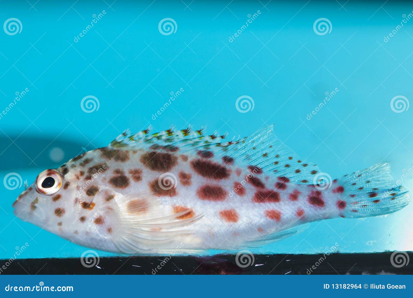 Spotted Hawkfish in Aquarium Stock Photo - Image of saltwater, exotic ...
