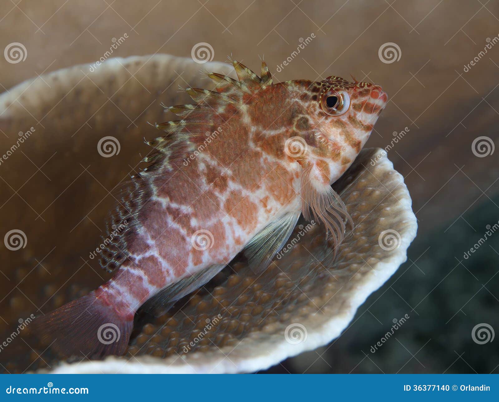 Spotted hawkfish stock photo. Image of oceanic, animal - 36377140