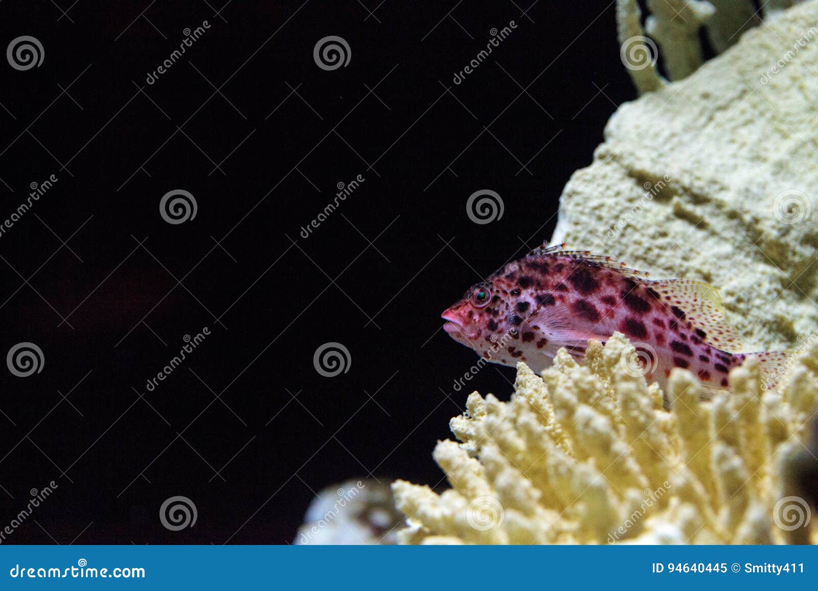 Spotted Hawkfish Cirrhitichthys Aprinus Perches Stock Image - Image of ...