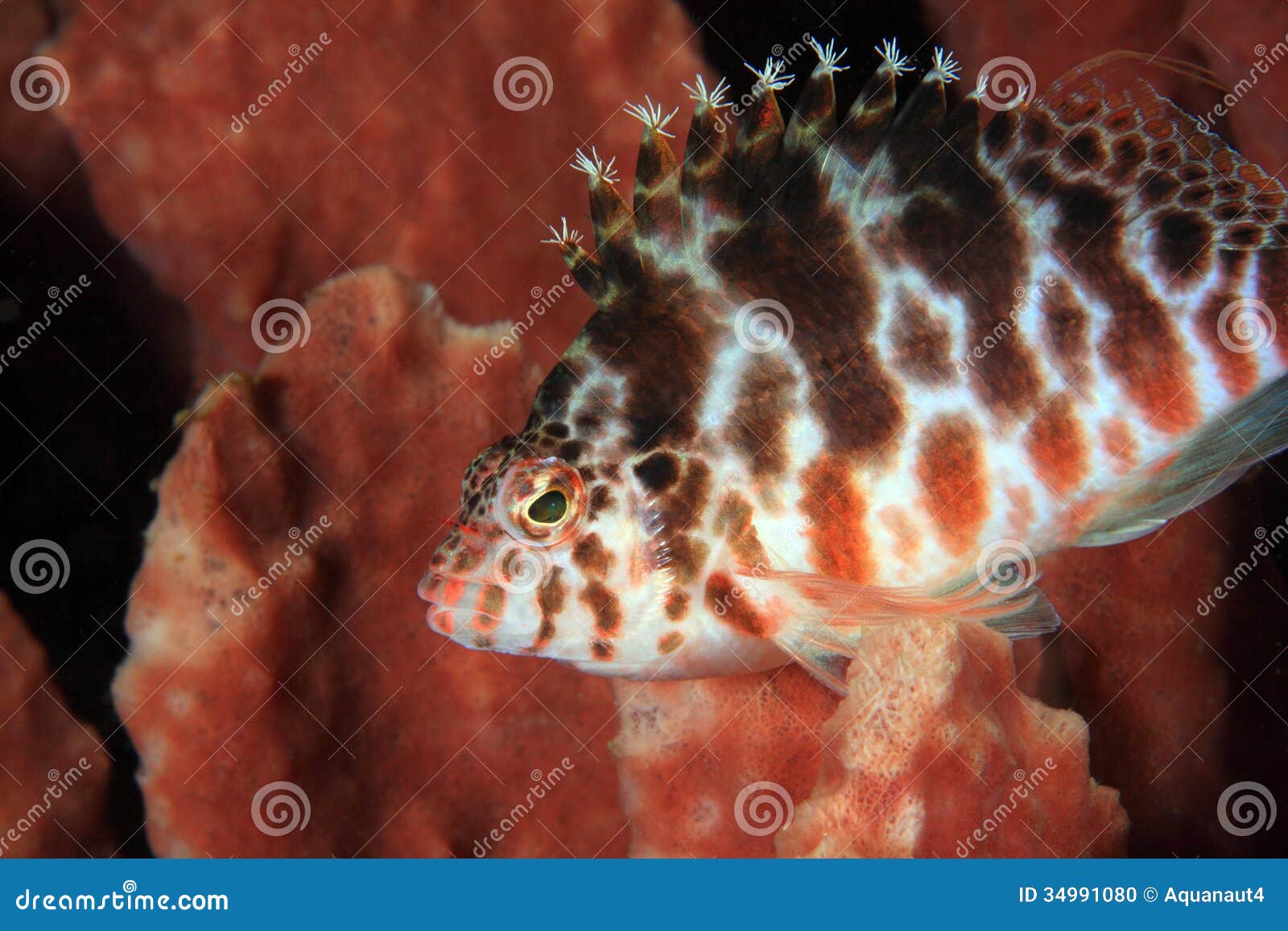 Spotted hawkfish stock photo. Image of hawk, indonesia - 34991080