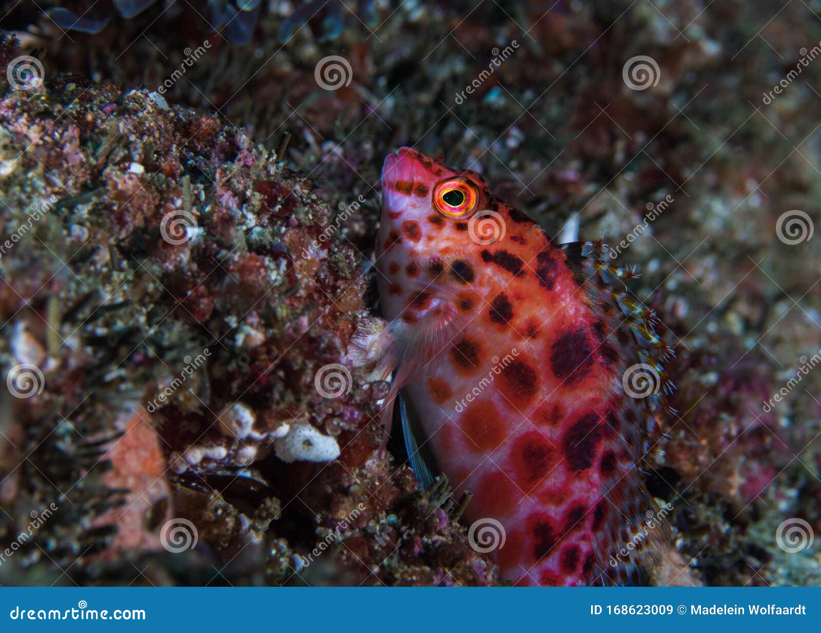 Spotted Hawkfish Cirrhitichthys Oxycephalus Side View Stock Image ...