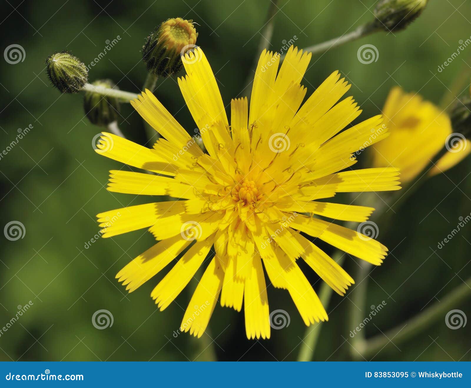 Spotted Hawkweed stock image. Image of landscape, asteraceae - 83853095