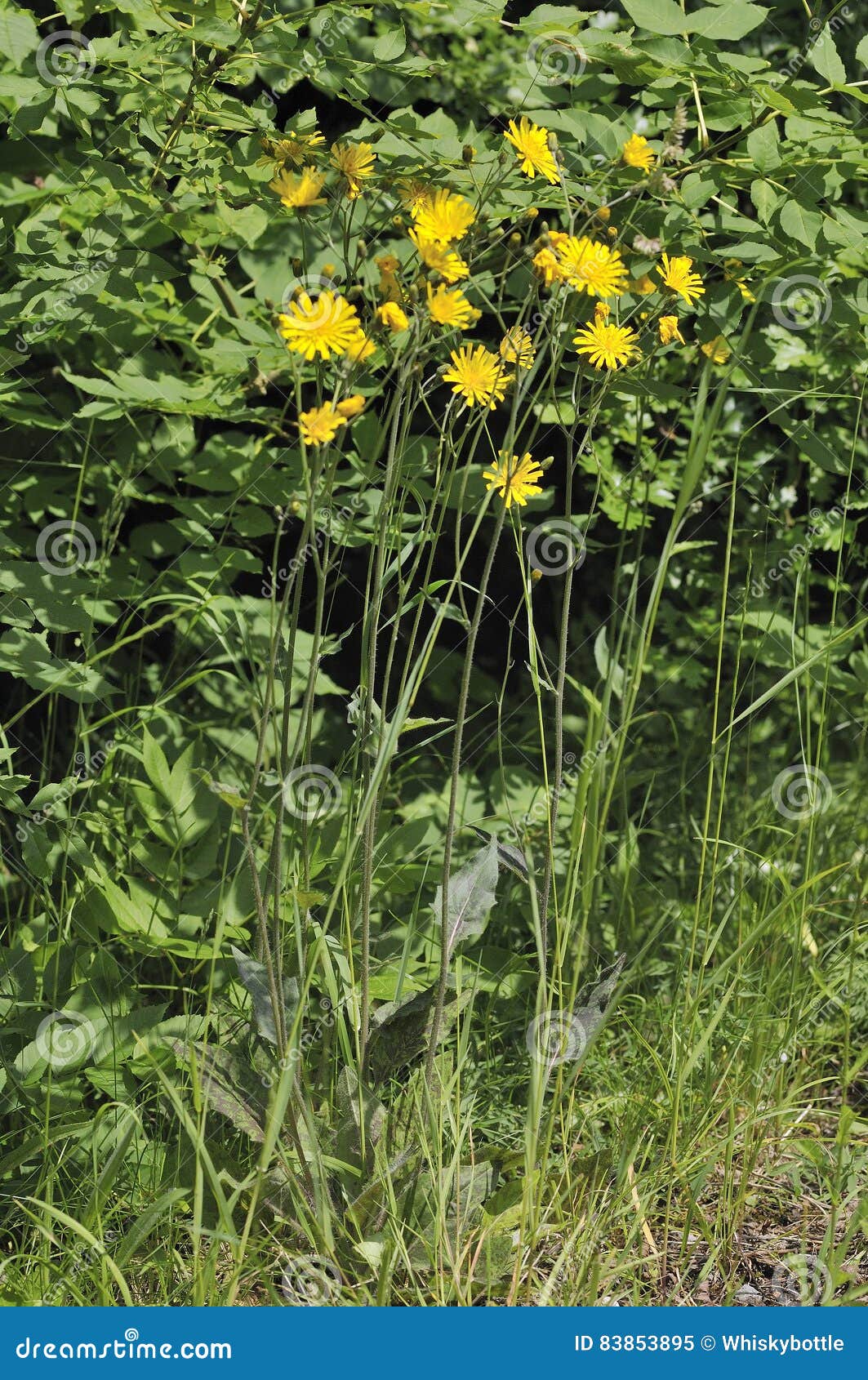Spotted Hawkweed stock image. Image of asteraceae, maculatum - 83853895