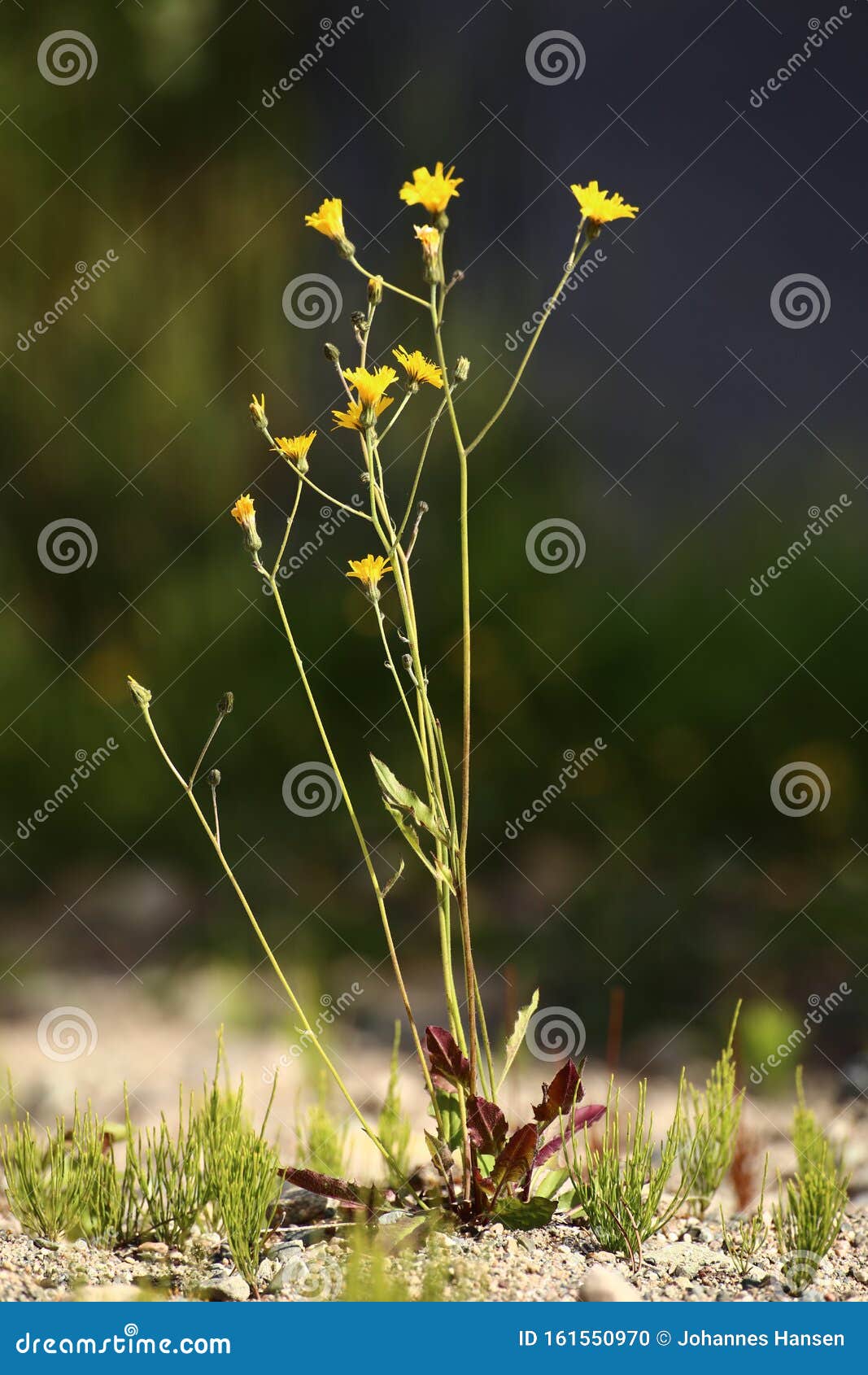 The Spotted Hawkweed Seen from the Side with Dark Background Stock ...