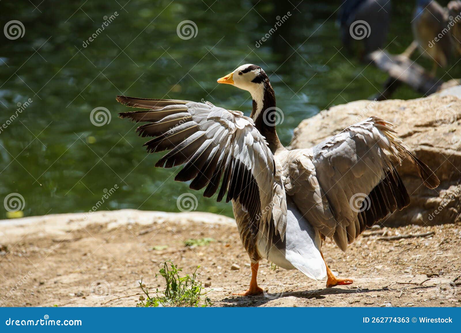 Spotted-headed Goose Spreading Its Wings Stock Image - Image of brown ...