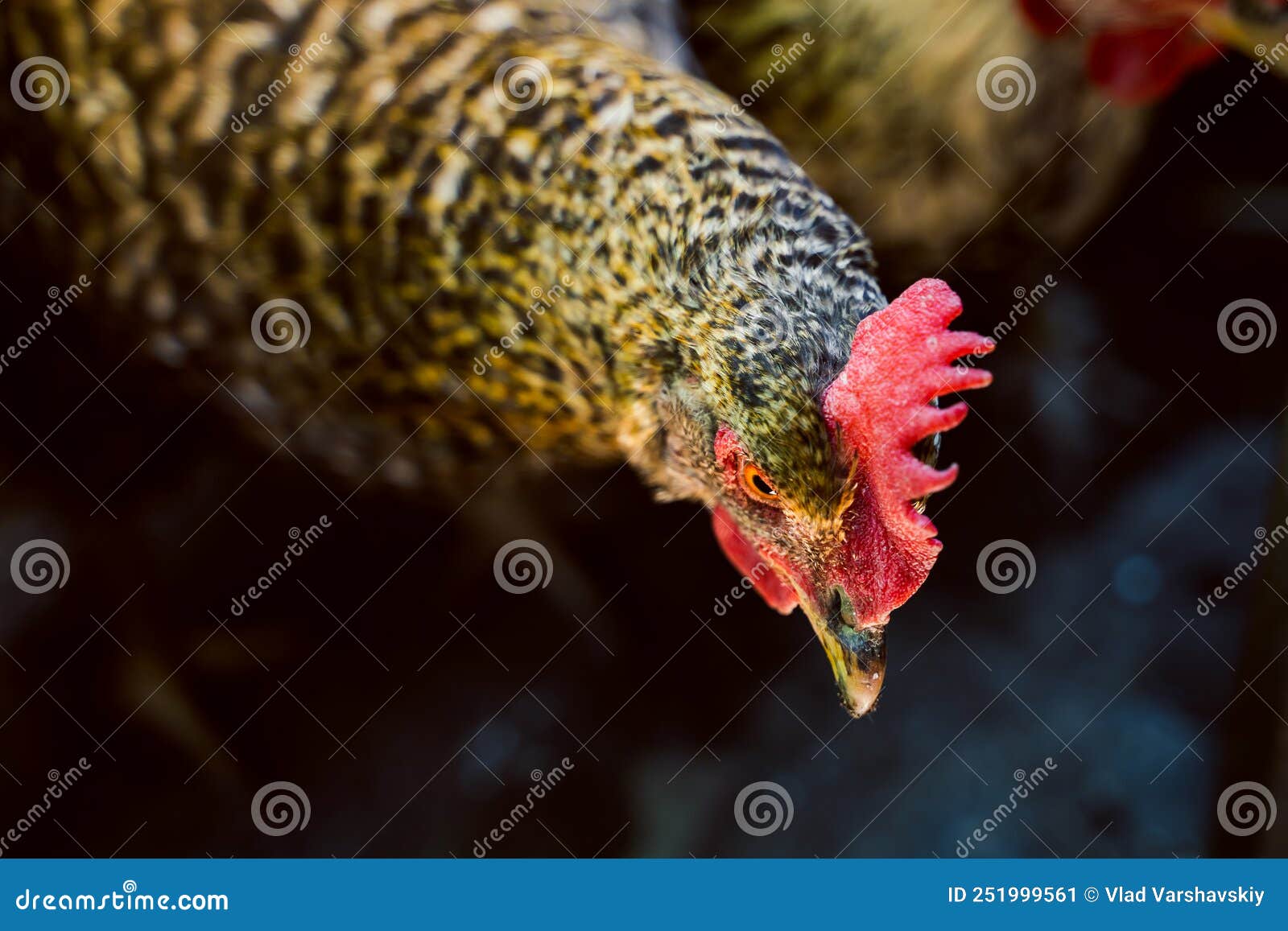 Spotted Hen Looks Down at the Light Close-up Stock Image - Image of ...