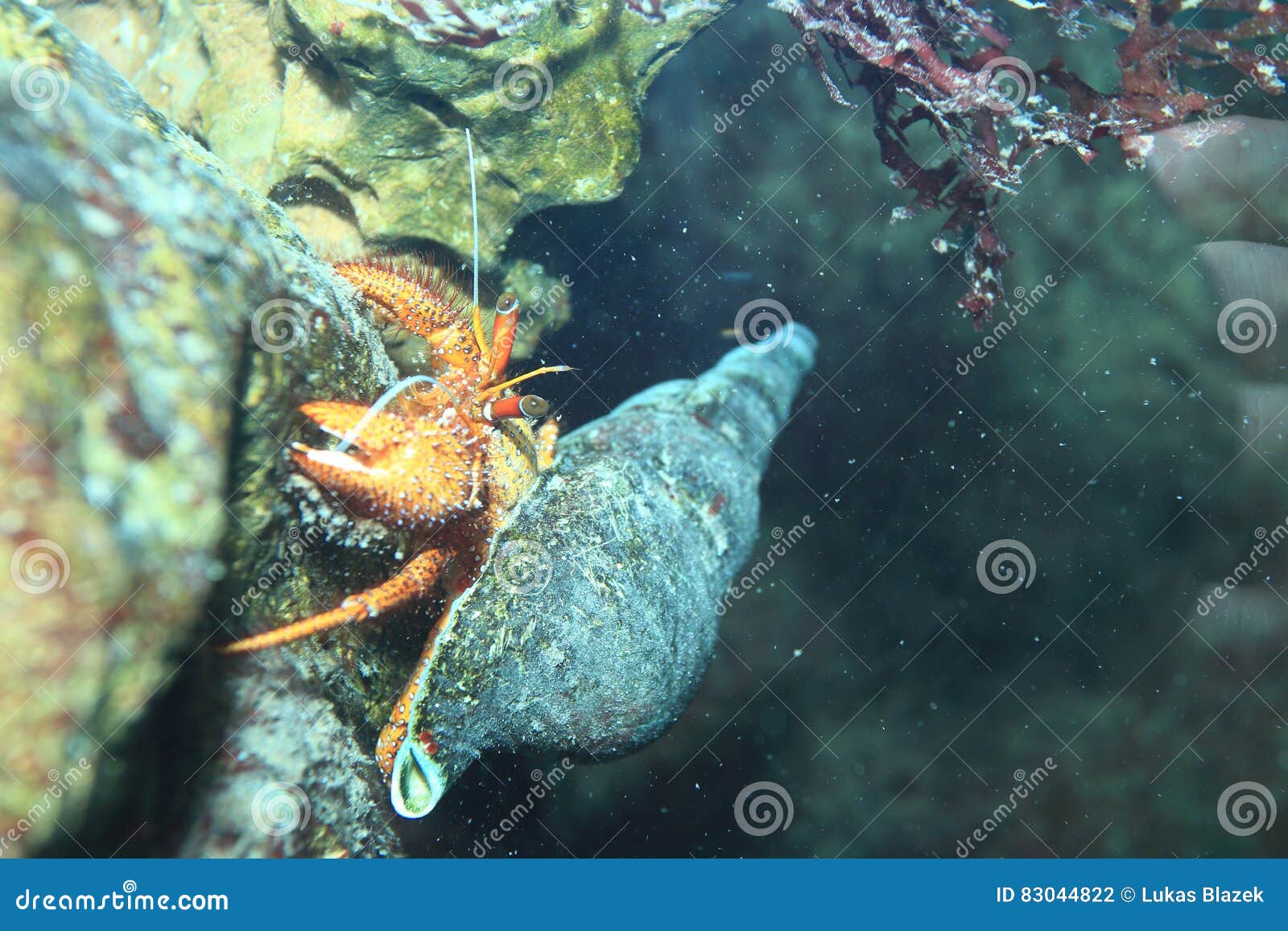 Spotted hermit crab stock photo. Image of ocean, animal - 83044822