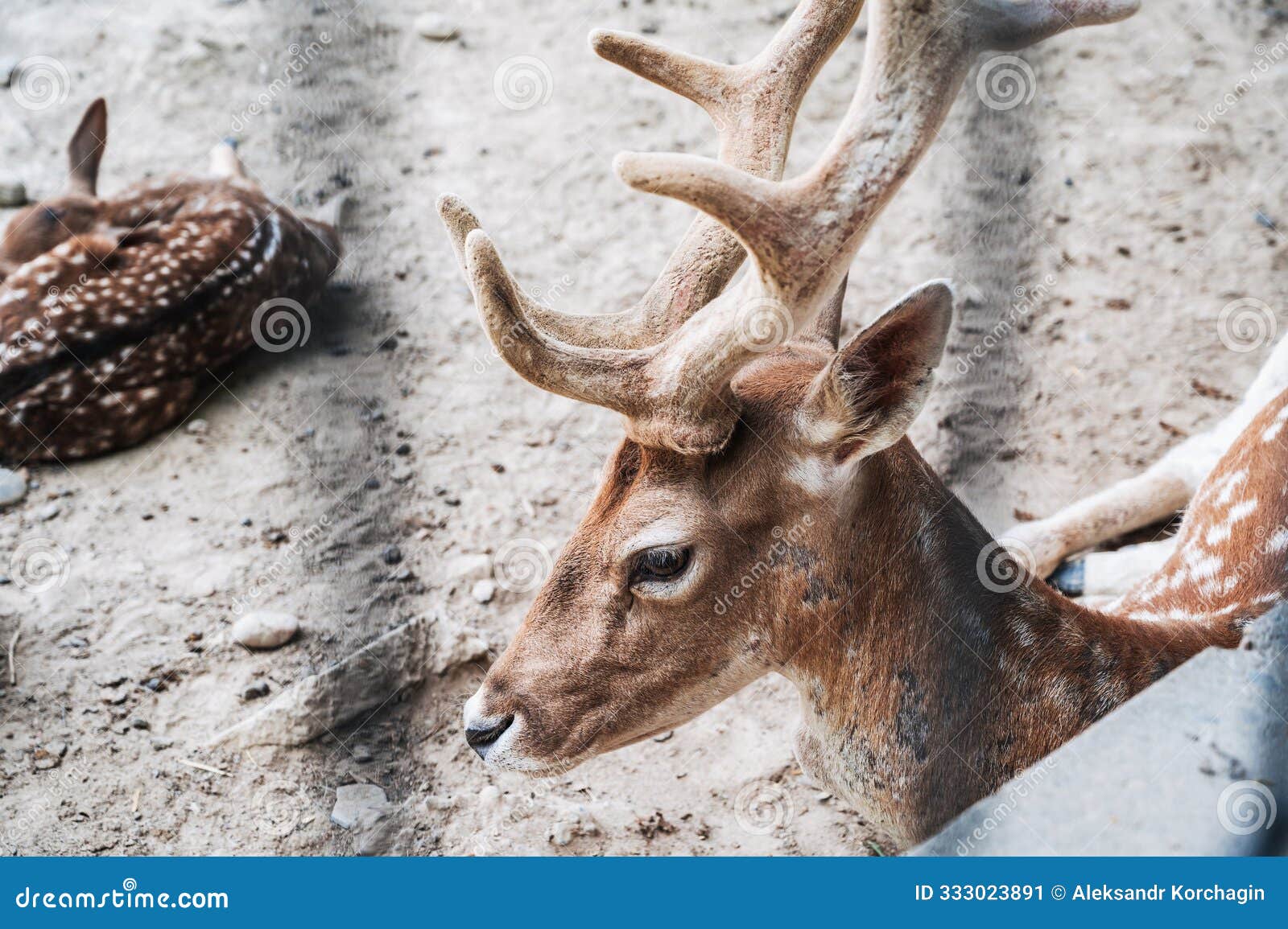 Spotted Horned Deer Sitting in the Zoo Enclosure Stock Image - Image of ...