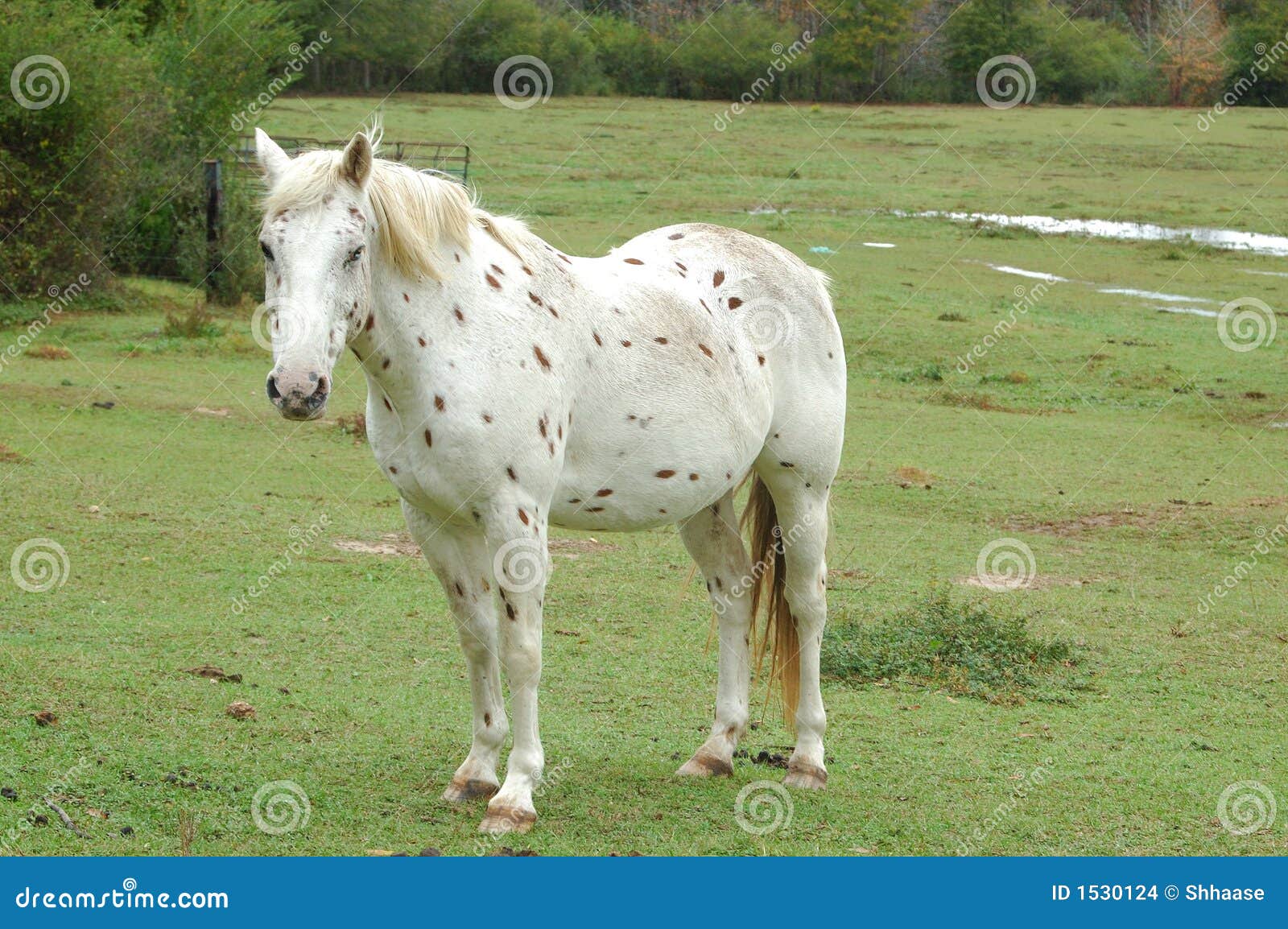 Spotted Horse stock photo. Image of gelding, stallion - 1530124