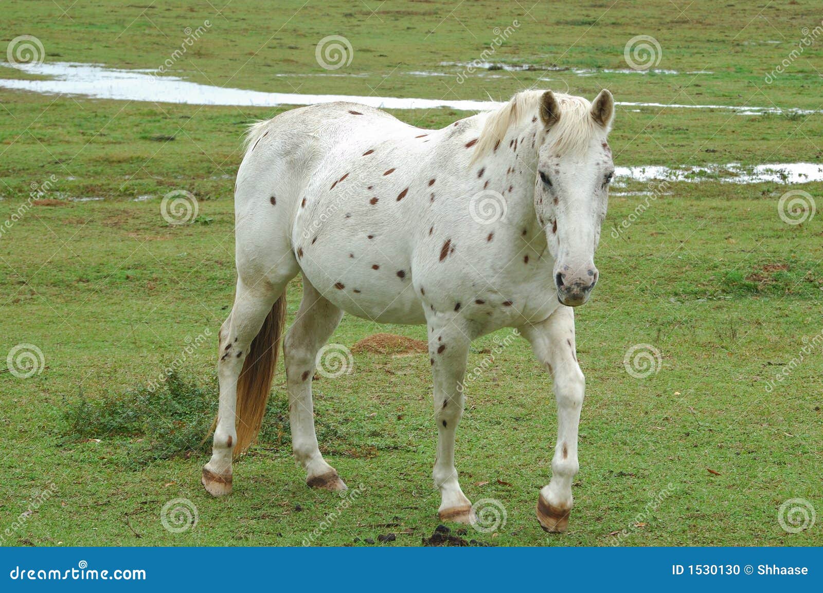 Spotted horse stock photo. Image of walking, ranch, spotted - 1530130