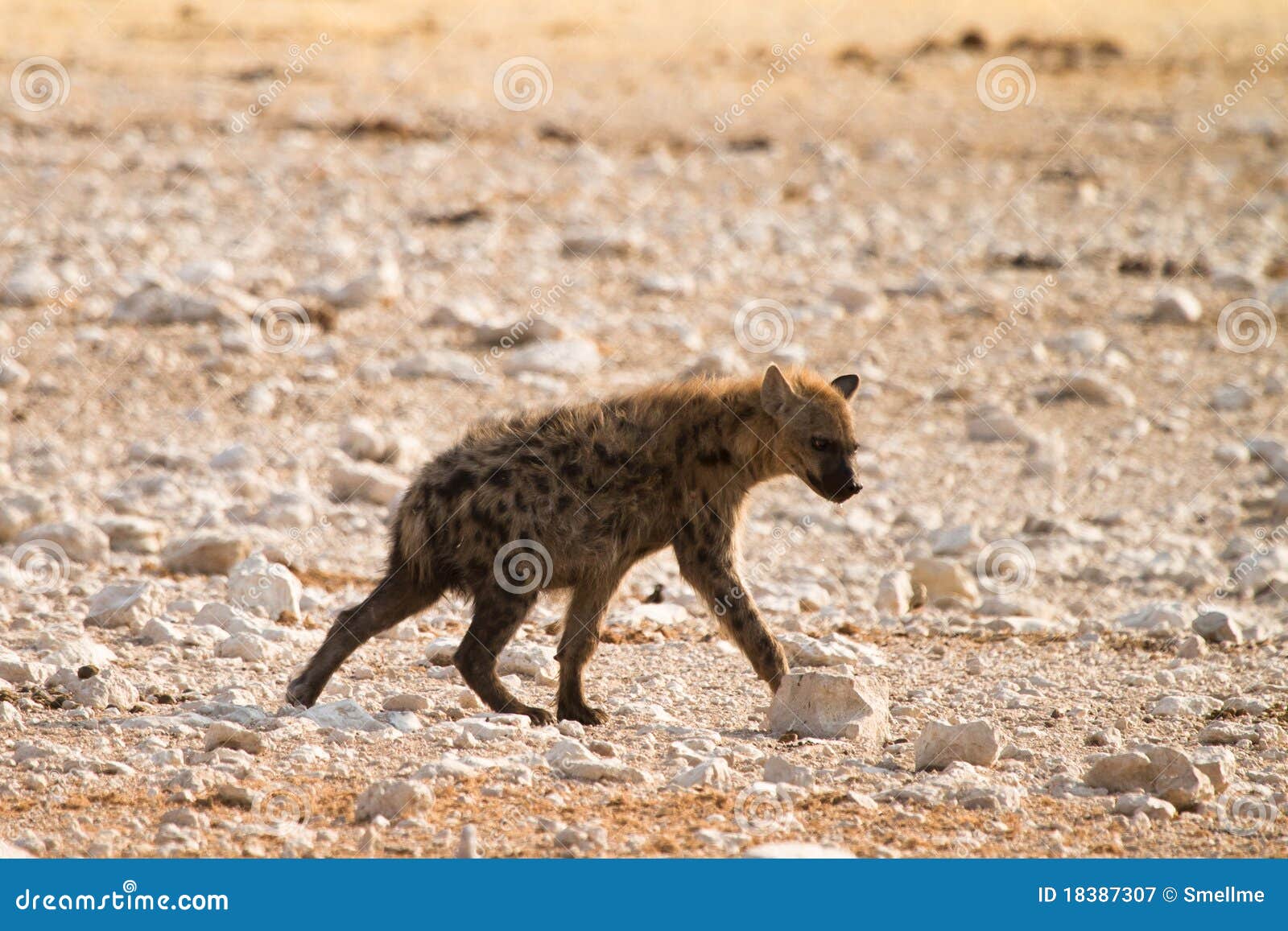 Spotted Hyaena Walking On A Rock. Hyaena Is The Largest Type Of Hyena ...