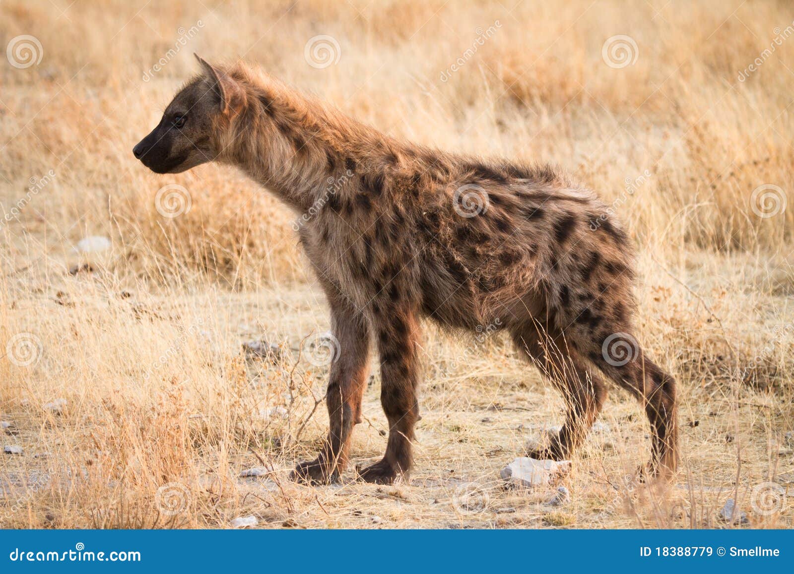 Spotted Hyaena Walking On A Rock. Hyaena Is The Largest Type Of Hyena ...