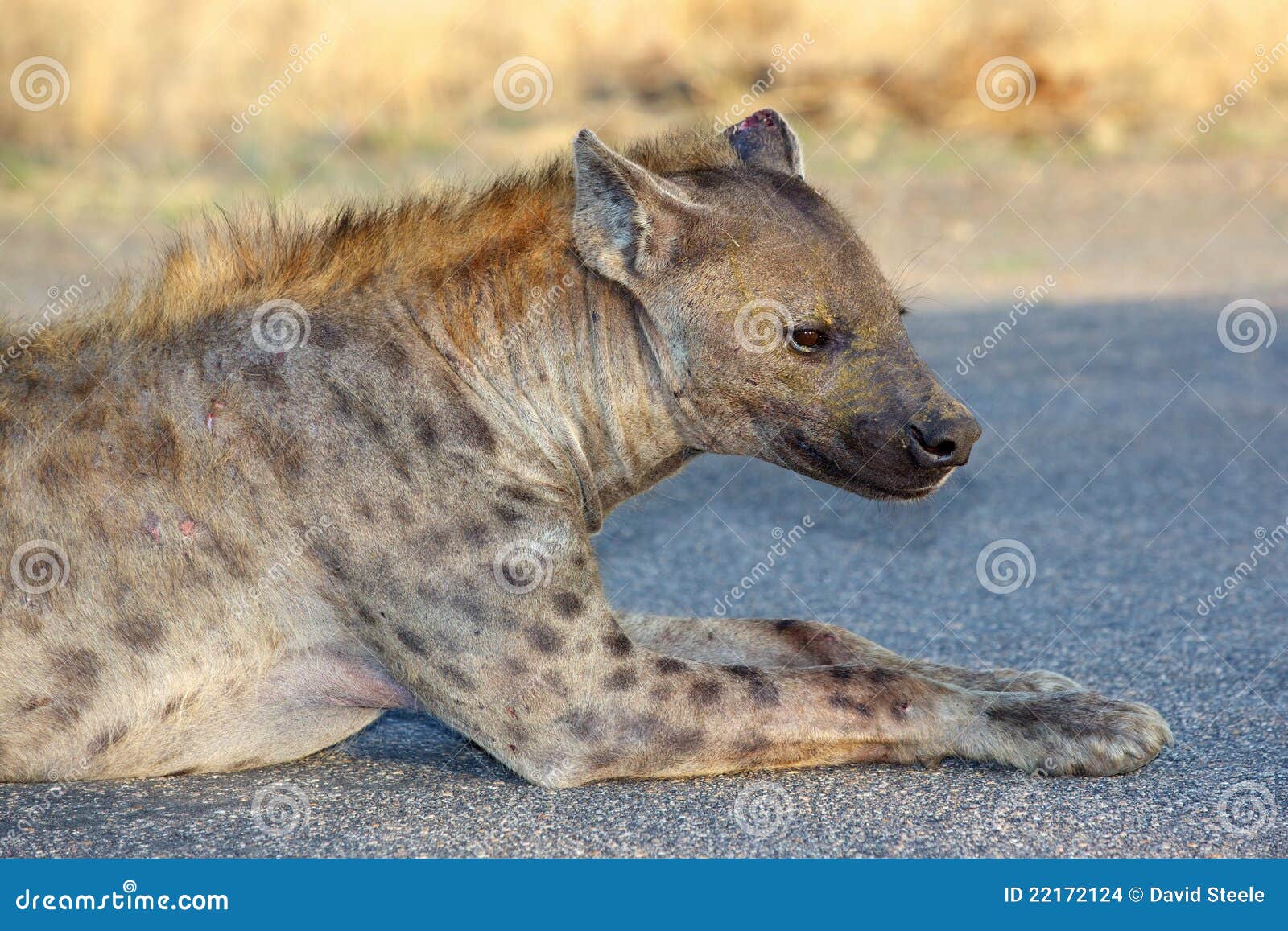 Spotted Hyaena Walking On A Rock. Hyaena Is The Largest Type Of Hyena ...
