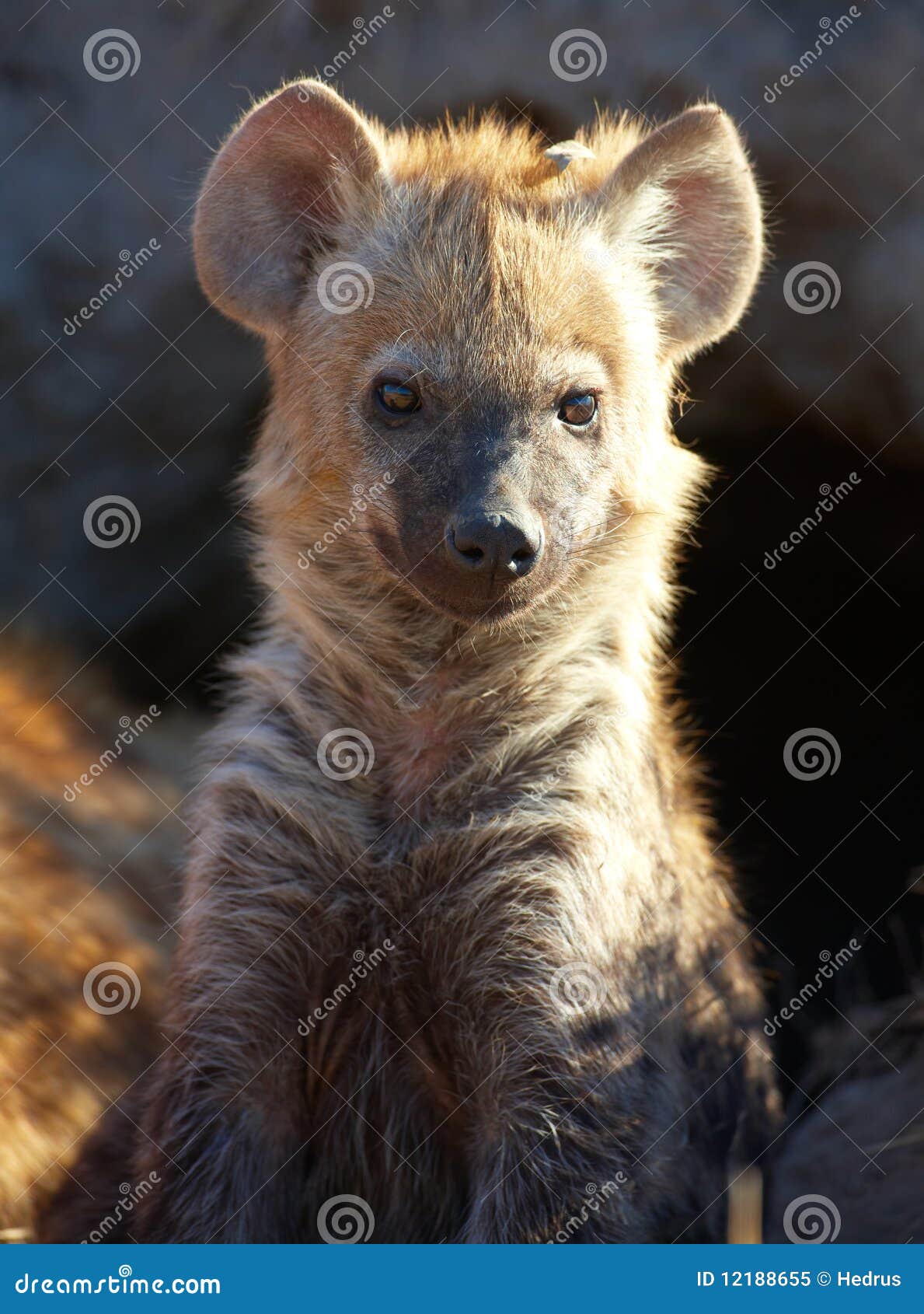 Spotted Hyaena Walking On A Rock. Hyaena Is The Largest Type Of Hyena ...