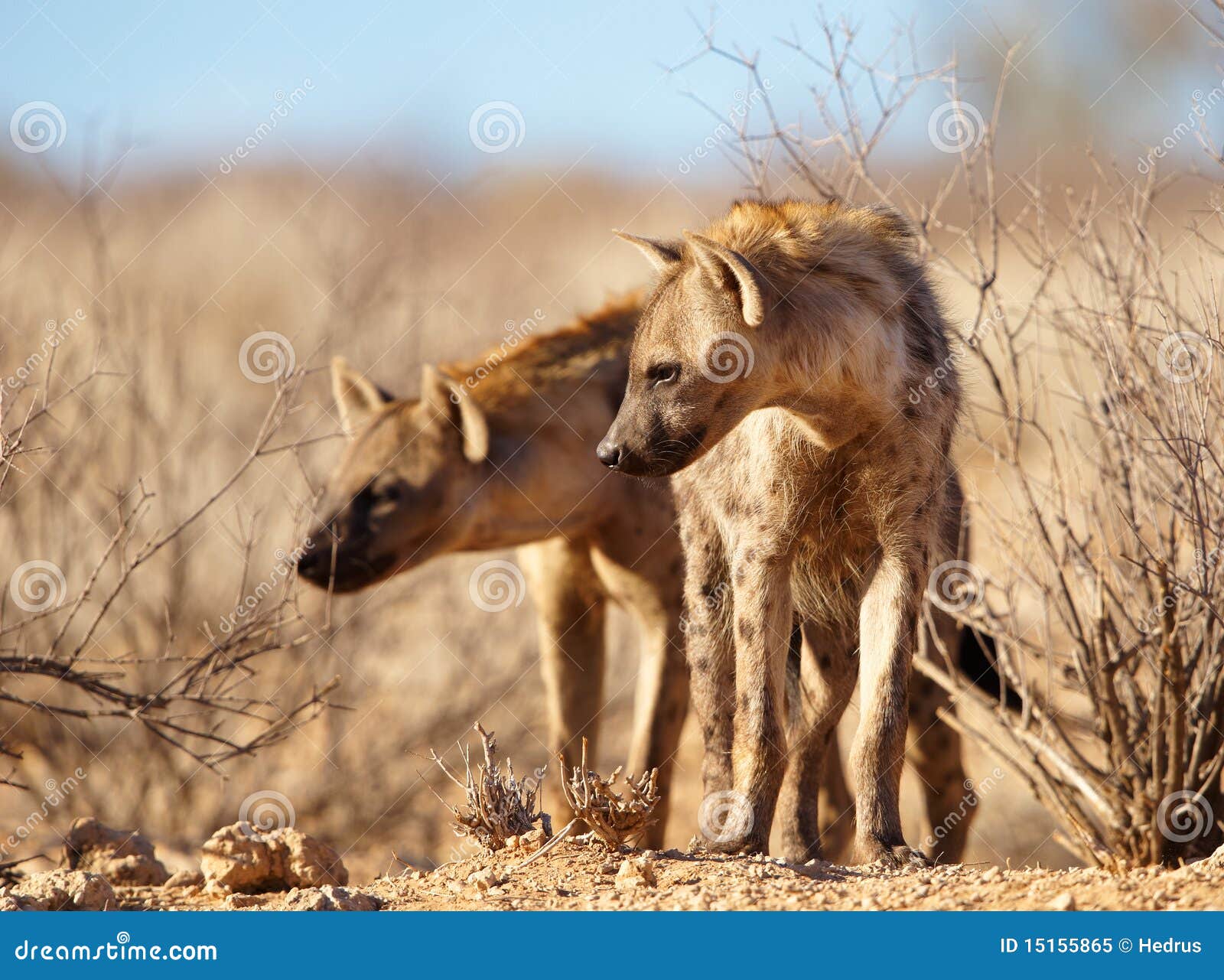 Spotted Hyaena Walking On A Rock. Hyaena Is The Largest Type Of Hyena ...
