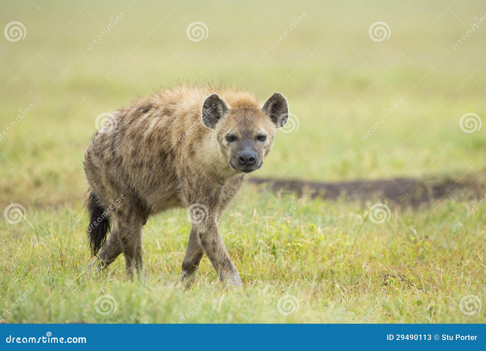 Spotted Hyaena Walking On A Rock. Hyaena Is The Largest Type Of Hyena ...