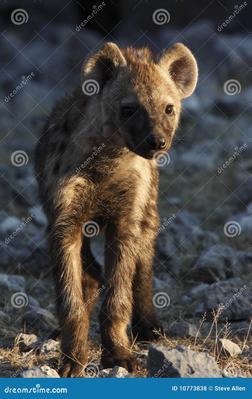Spotted Hyaena Walking On A Rock. Hyaena Is The Largest Type Of Hyena ...