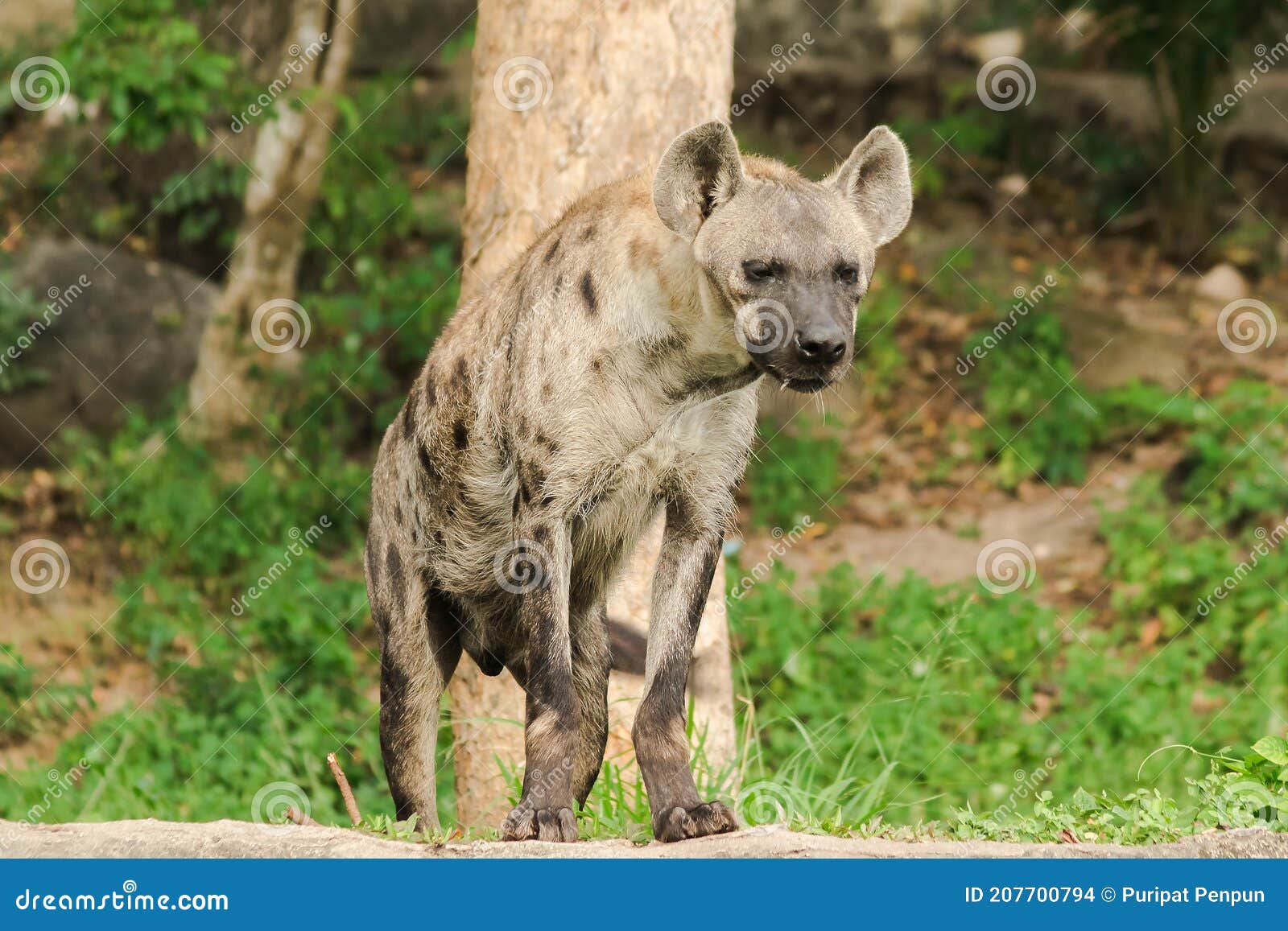 Spotted Hyaena Looking. Hyaena is the Largest Type of Hyena Stock Photo ...