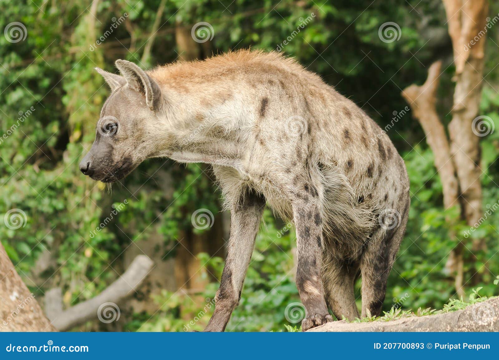 Spotted Hyaena Looking. Hyaena is the Largest Type of Hyena Stock Image ...