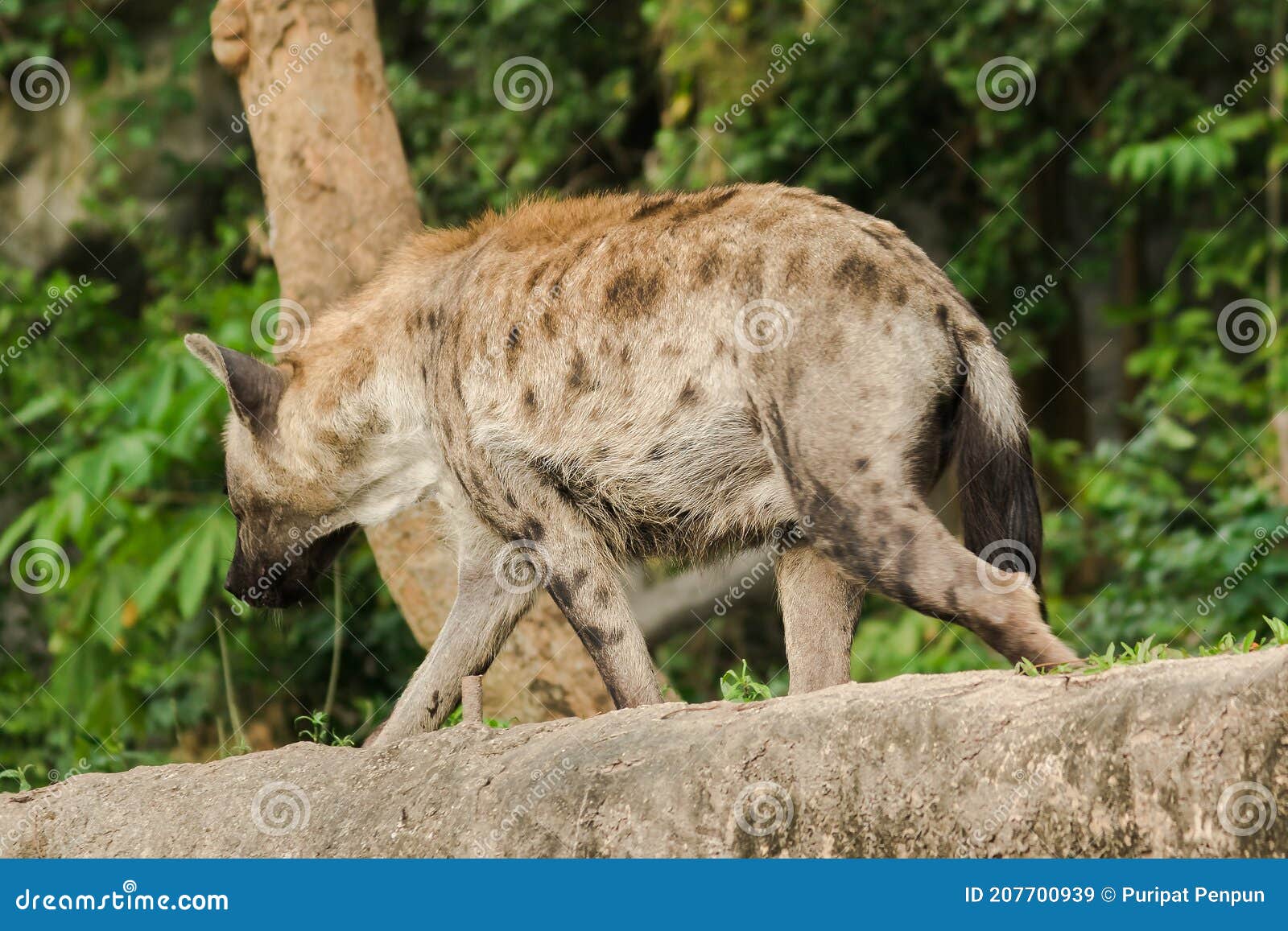 Spotted Hyaena Walking on a Rock. Hyaena is the Largest Type of Hyena ...