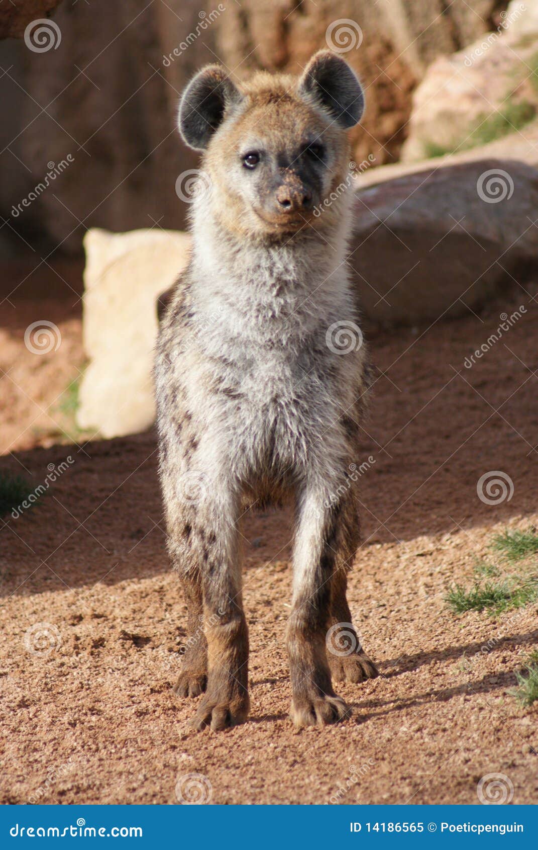 Spotted Hyena stock image. Image of hyena, savannah, spot - 14186565