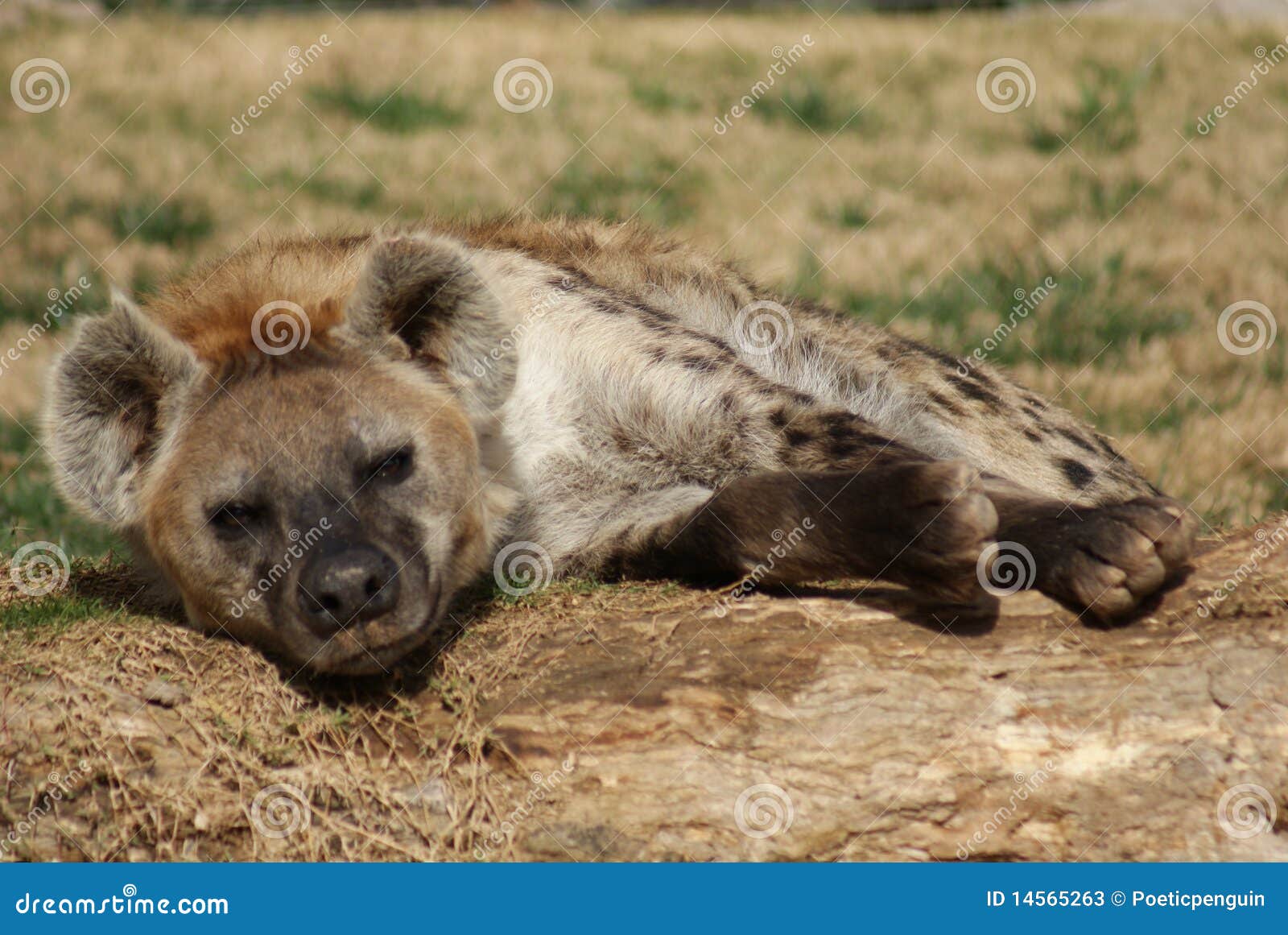 Spotted Hyena stock image. Image of savannah, hyena, spot - 14565263