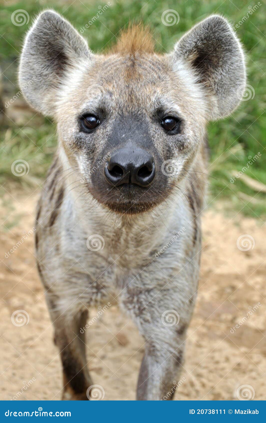 Spotted hyena stock image. Image of nature, africa, hair - 20738111