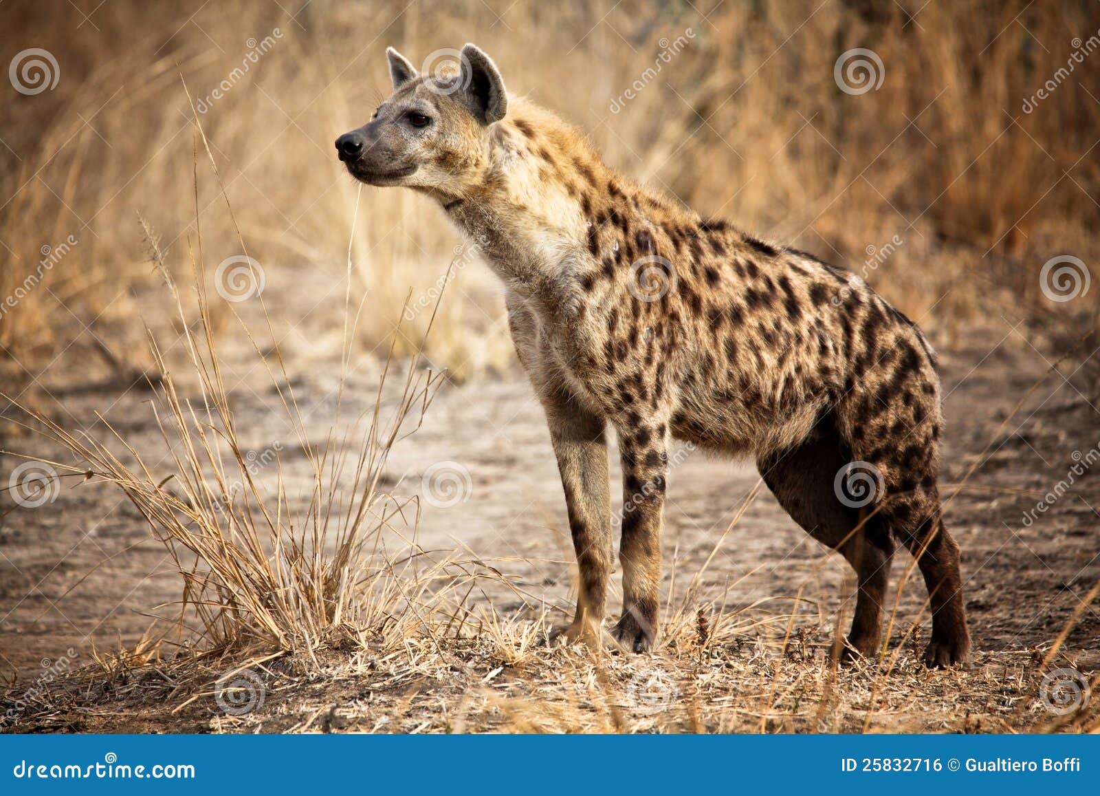 Spotted hyena stock photo. Image of wild, brown, africa - 25832716