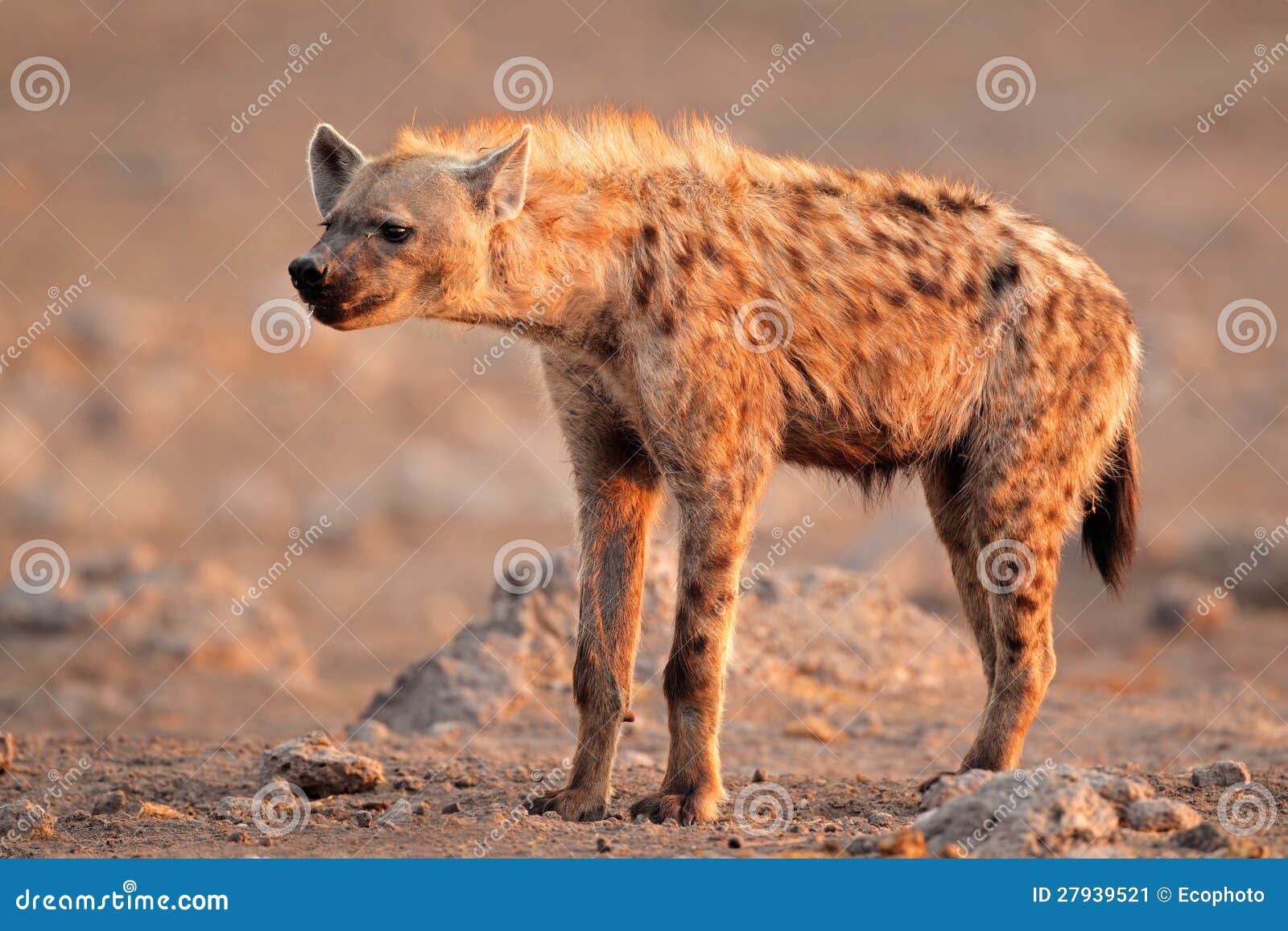 Spotted hyena stock image. Image of secretive, predator - 27939521