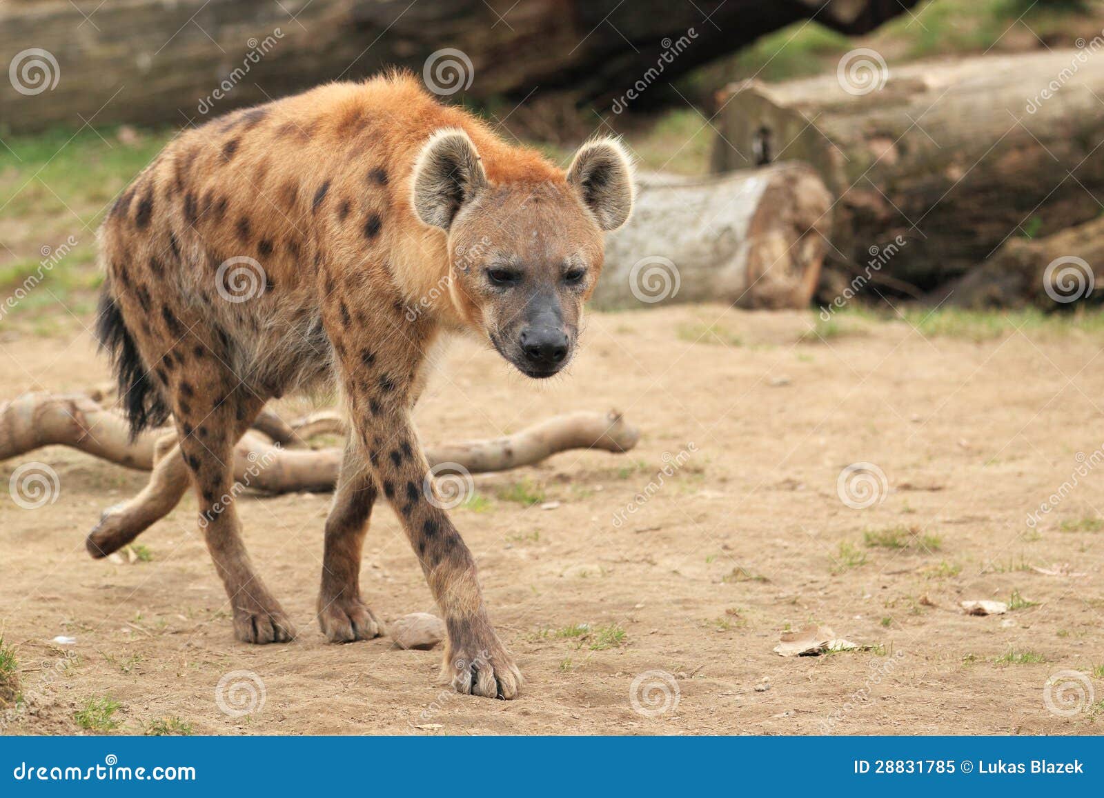 Spotted Hyena, Crocuta Crocuta. Wild Animal Portrait, Atmospheric View ...