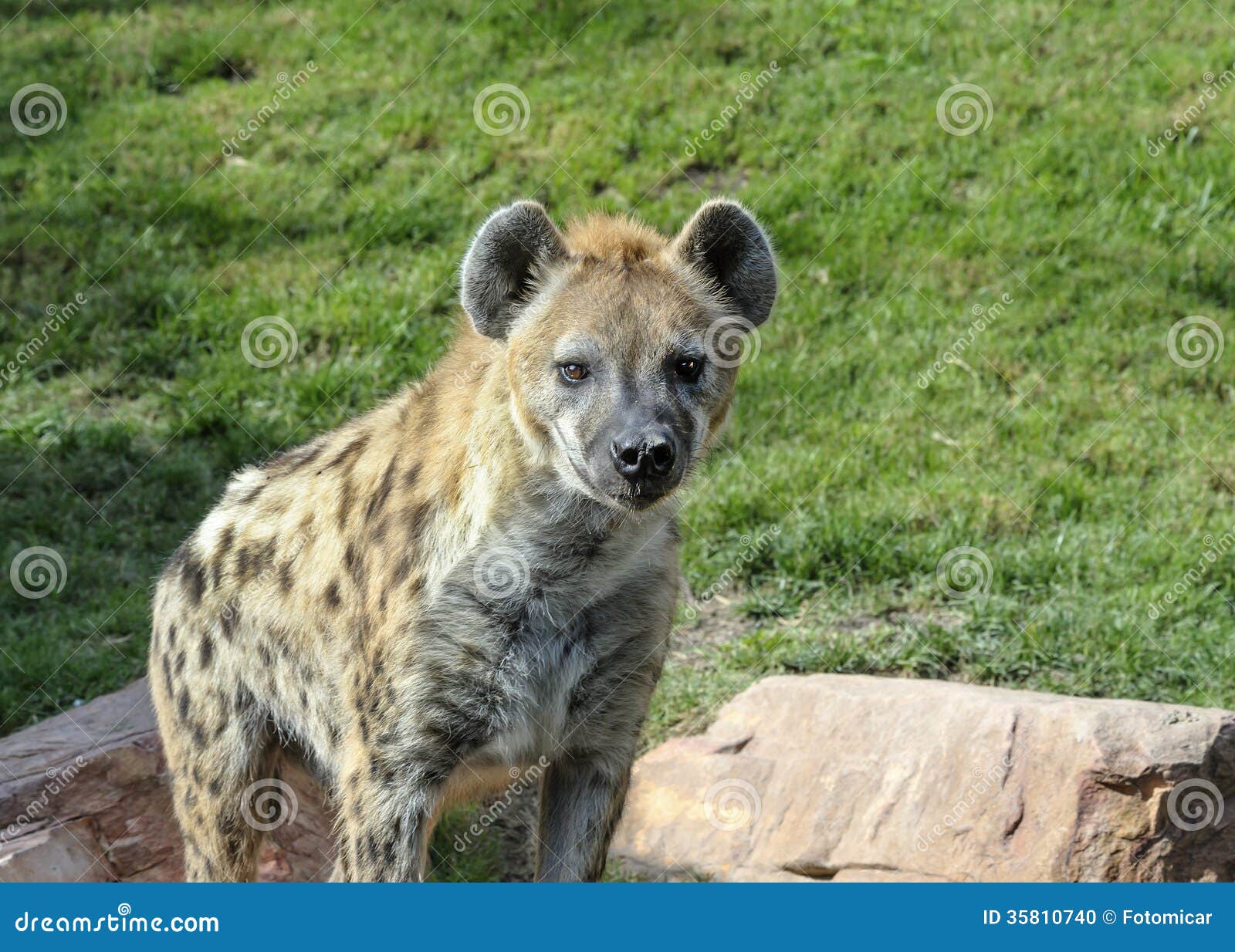 Spotted Hyena stock photo. Image of feet, africa, brownbeige - 35810740