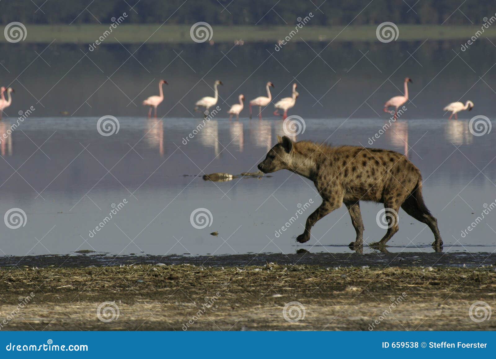 Spotted Hyena stock photo. Image of lakeshore, predator - 659538