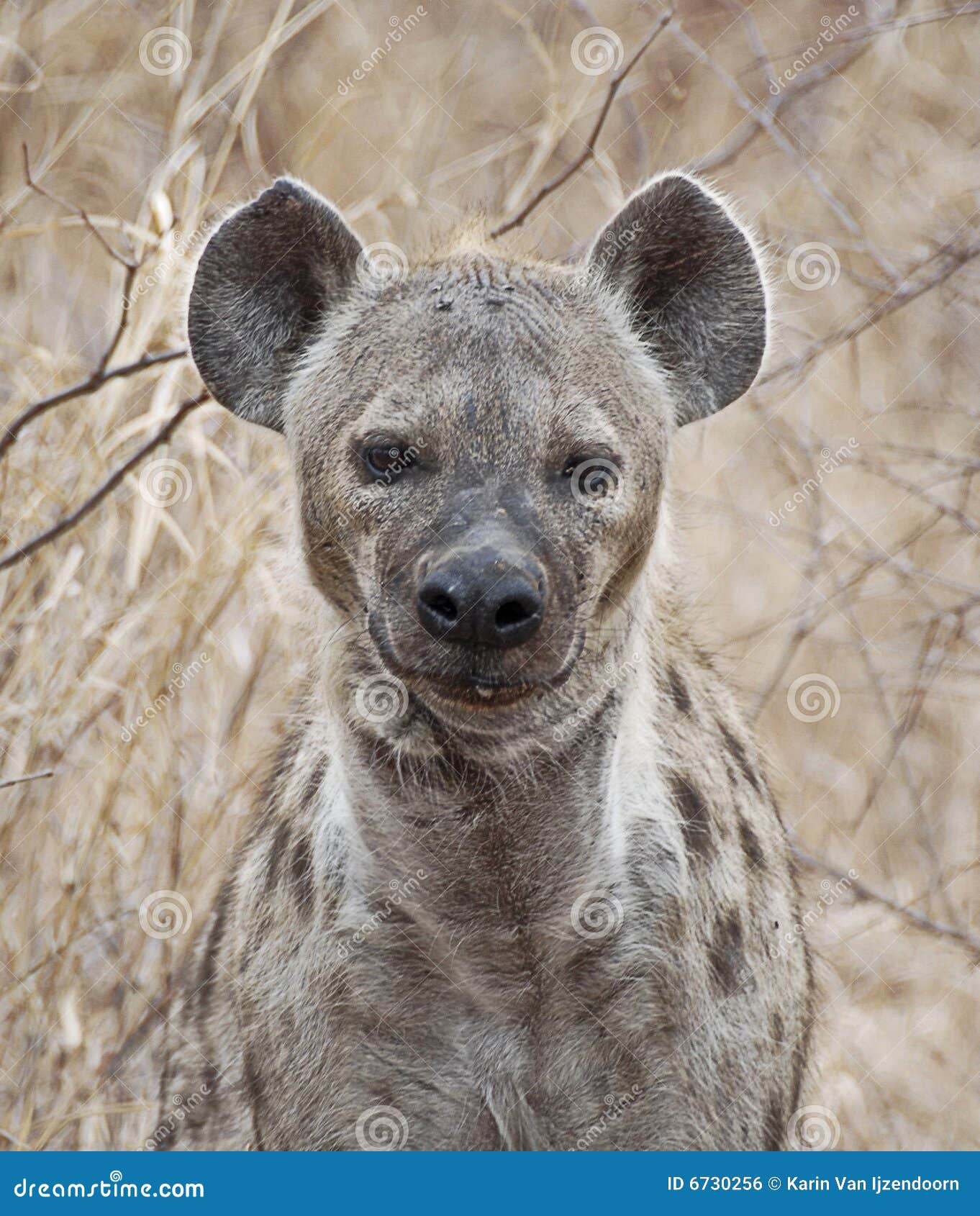 Spotted Hyena stock photo. Image of safari, snout, ferocious - 6730256