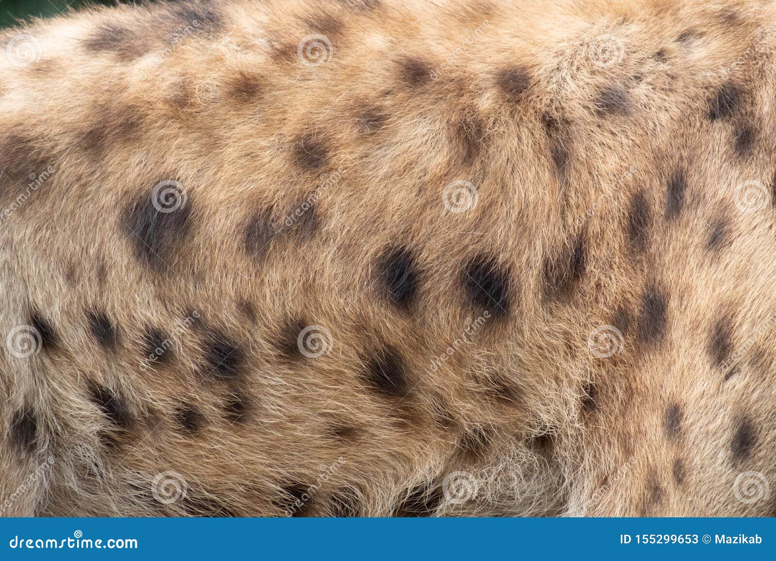 Hyena Pattern Stock Photography | CartoonDealer.com #38163656
