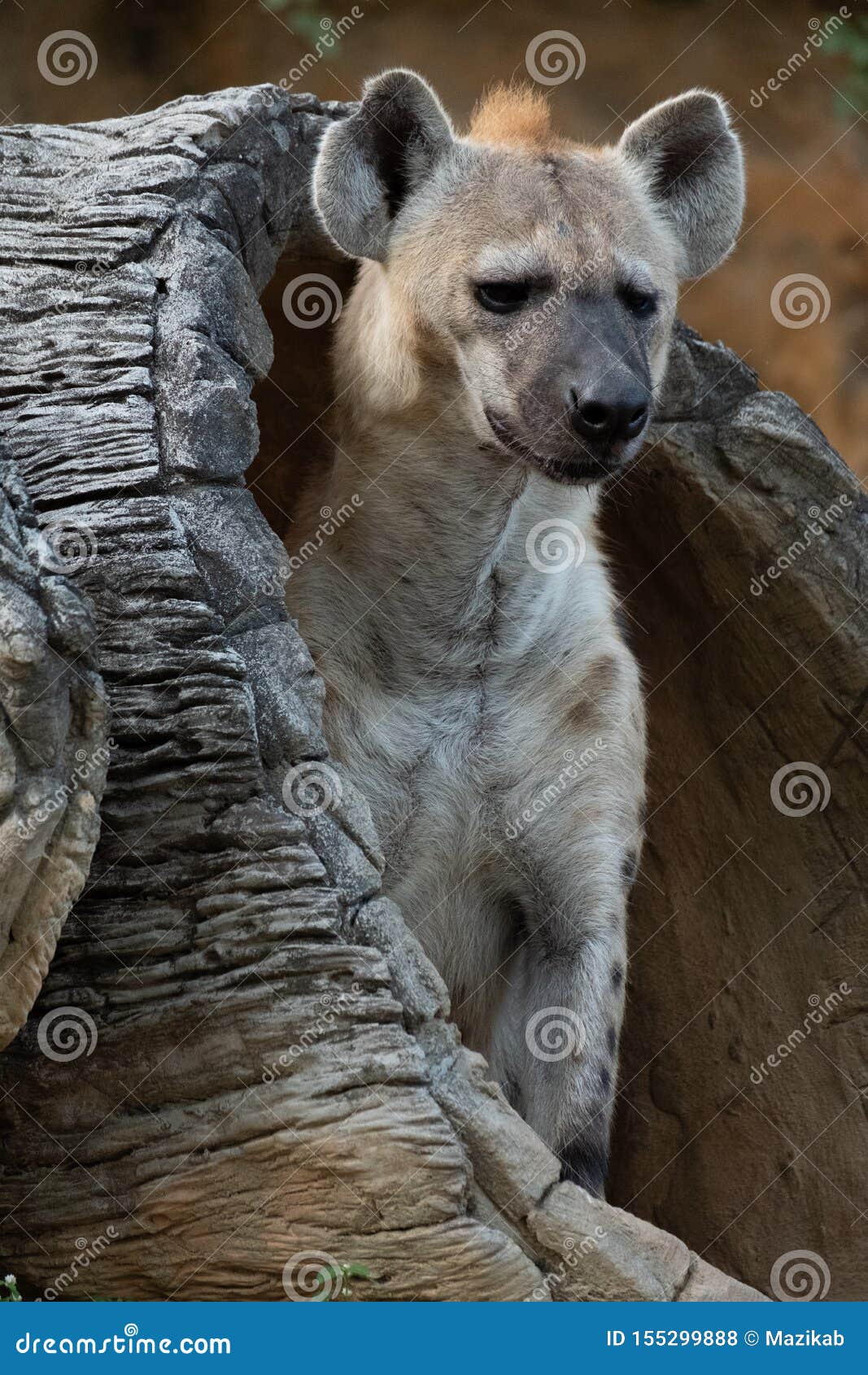 Spotted hyena stock photo. Image of dangerous, animal - 155299888