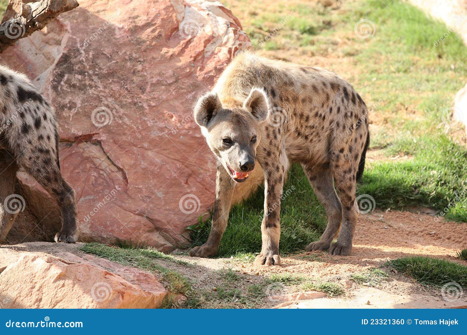 Spotted hyena in biopark stock photo. Image of sunny - 23321360