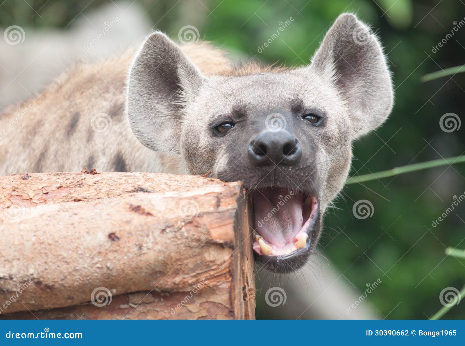 Spotted hyena stock photo. Image of hyena, predator, skin - 30390662