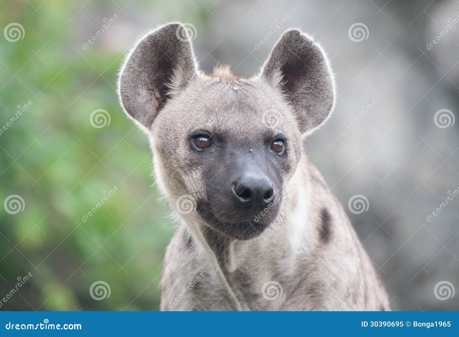 Spotted hyena stock image. Image of open, ears, brown - 30390695