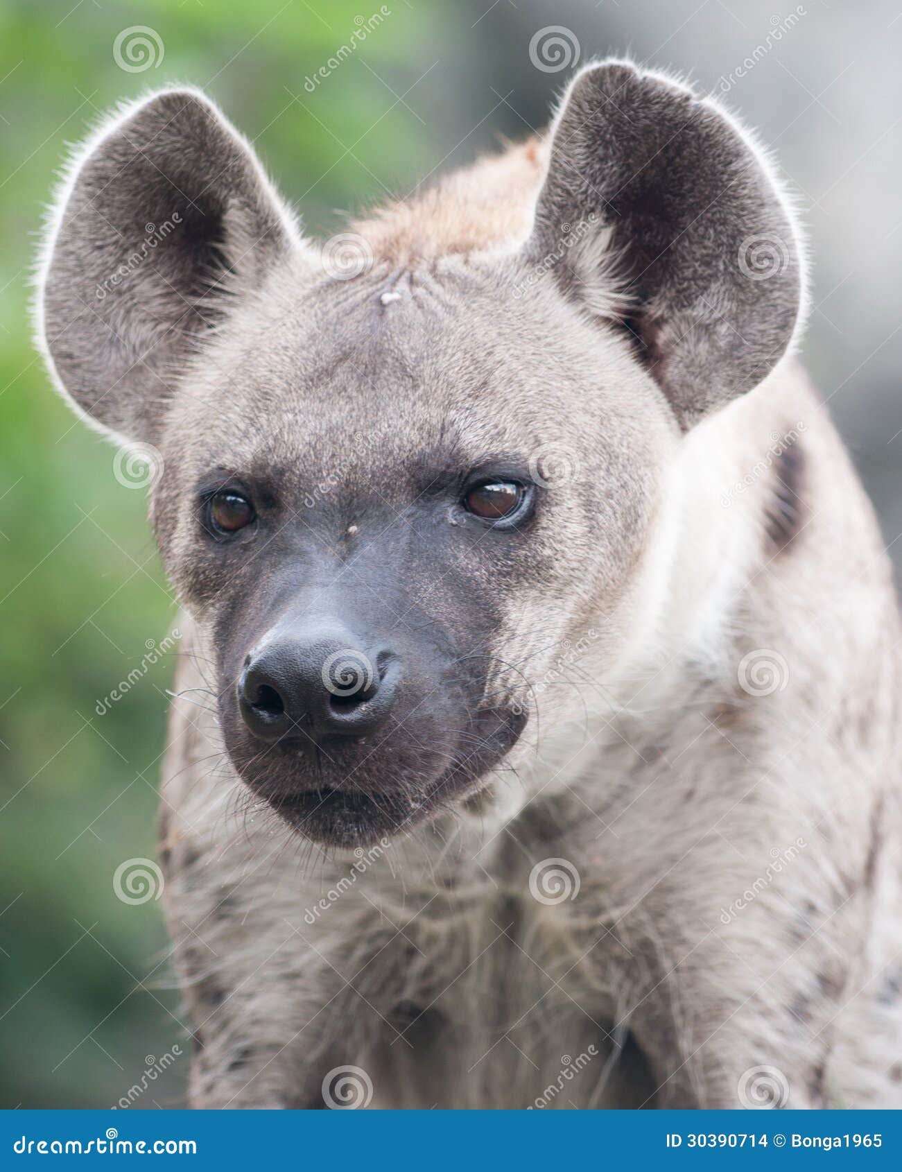 Spotted hyena stock photo. Image of strong, animal, kheow - 30390714