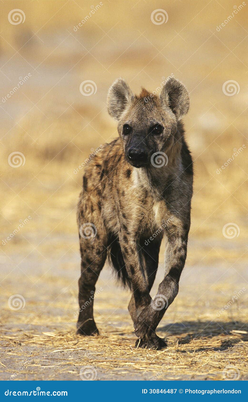 Spotted Hyena (Crocuta Cocuta) Standing on Savannah Stock Image - Image ...