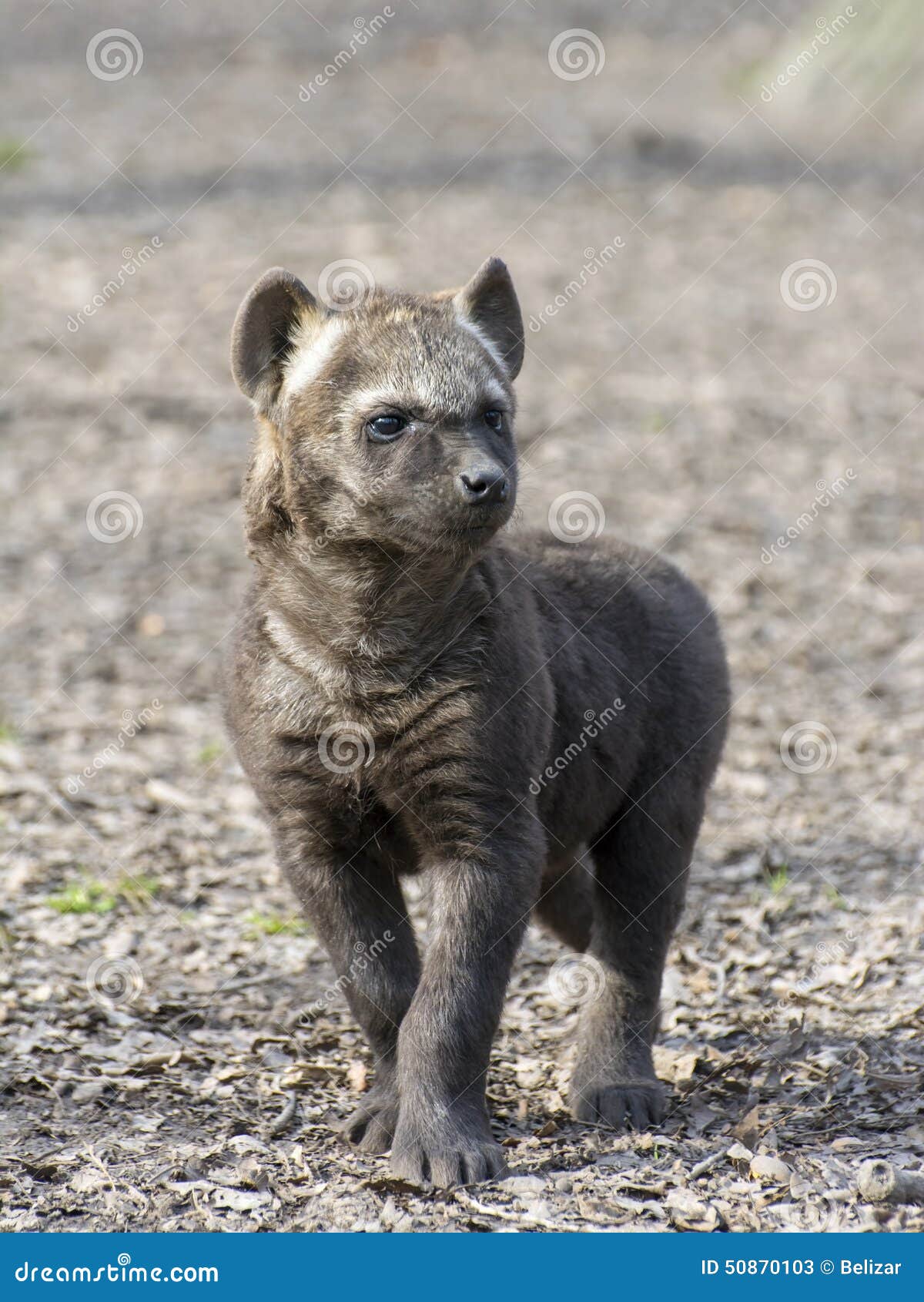 Spotted Hyena (Crocuta Crocuta) Baby Stock Image - Image of african ...