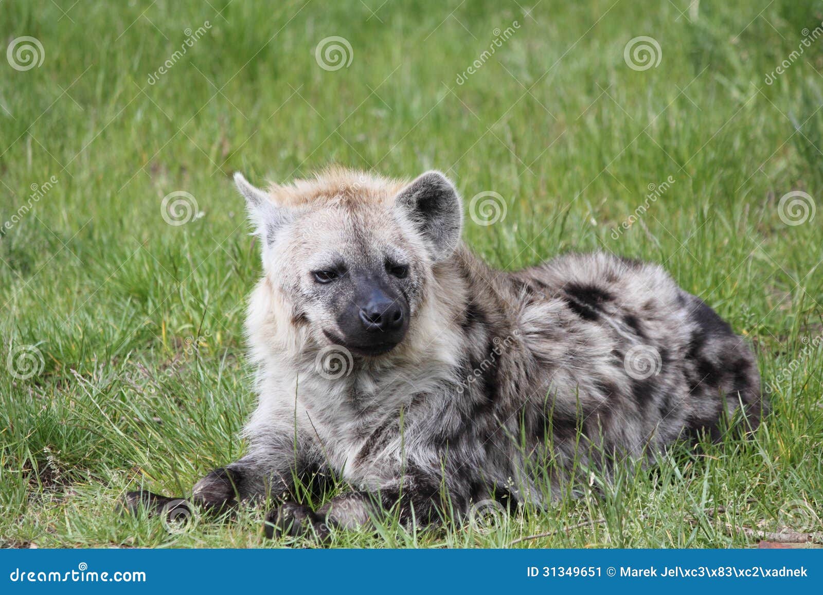 Spotted hyena stock image. Image of crocuta, animal, wolf - 31349651