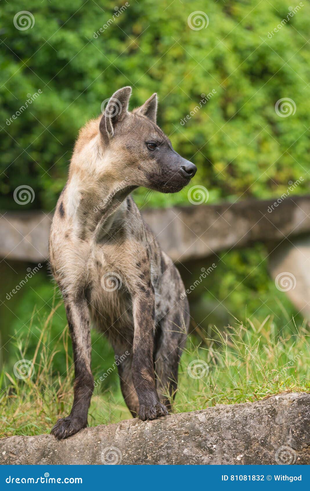 Spotted Hyena, Crocuta Crocuta Stock Photo - Image of hair, green: 81081832